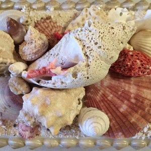 Handmade Seashell Box Encrusted Treasue Box Beach Decor Ocean Theme ...
