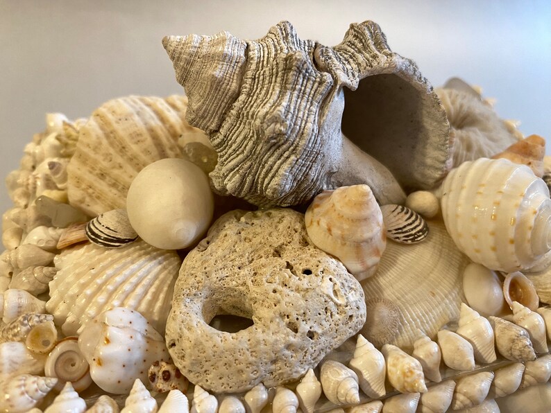 One of a Kind Shell Box, Ornate Seashell Box, Handmade Shell Treasure ...