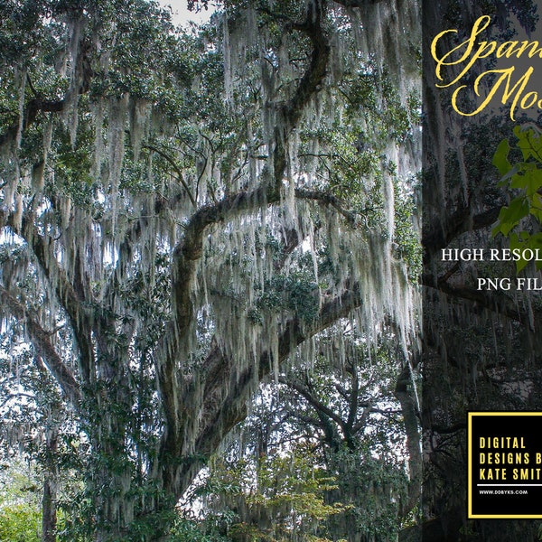 Spanish Moss Trees - Etsy