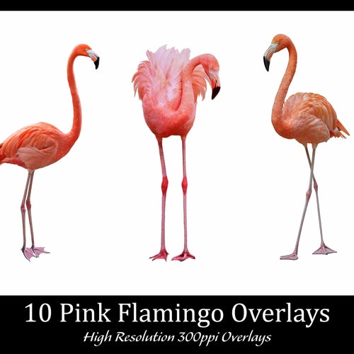 T-rex Dinosaur Scene Digital Premade Backdrop Dinosaur | Etsy