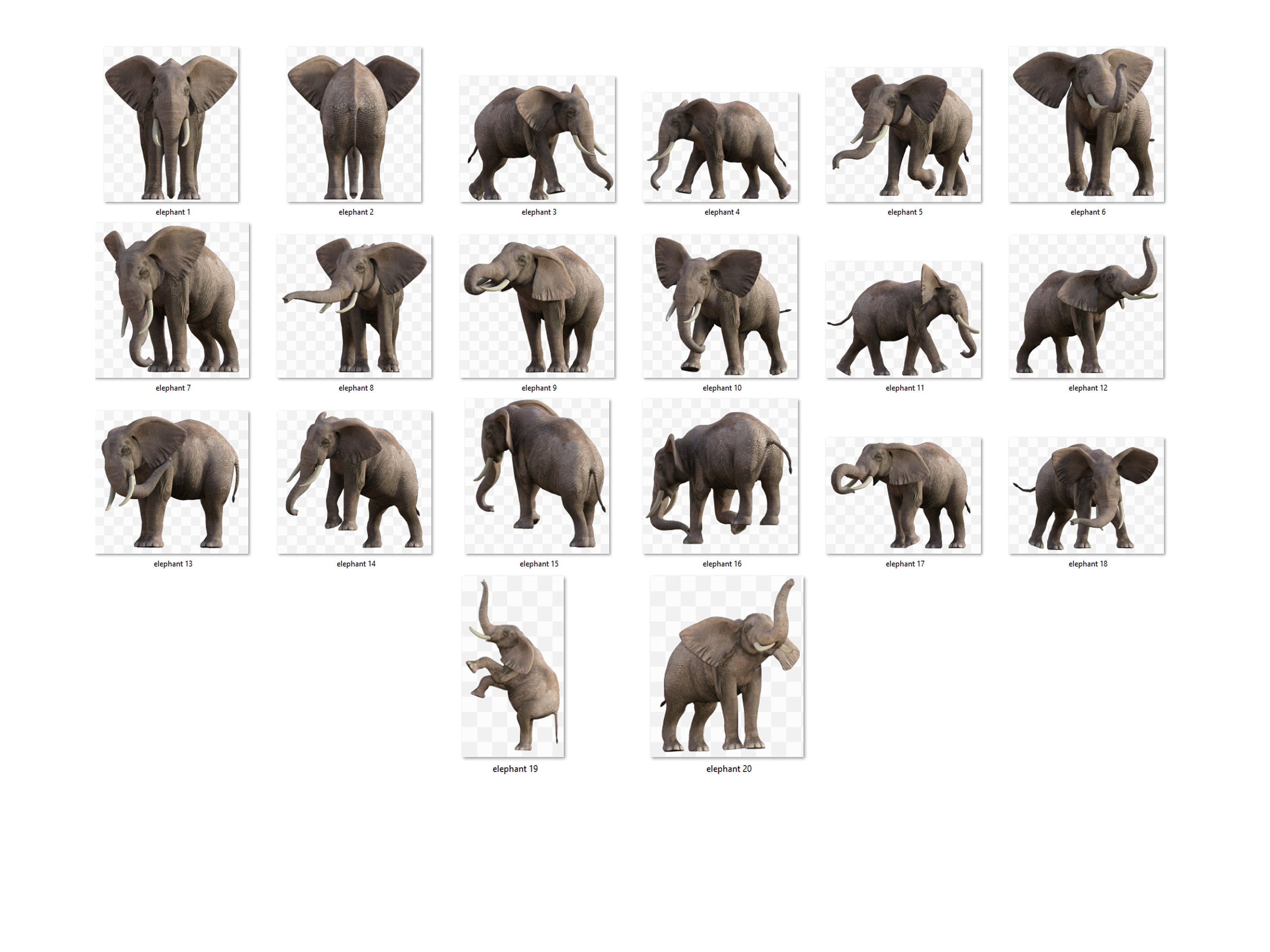Elephant Evolution Chart
