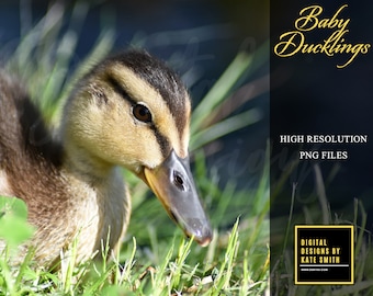 Duckling Overlays - Etsy