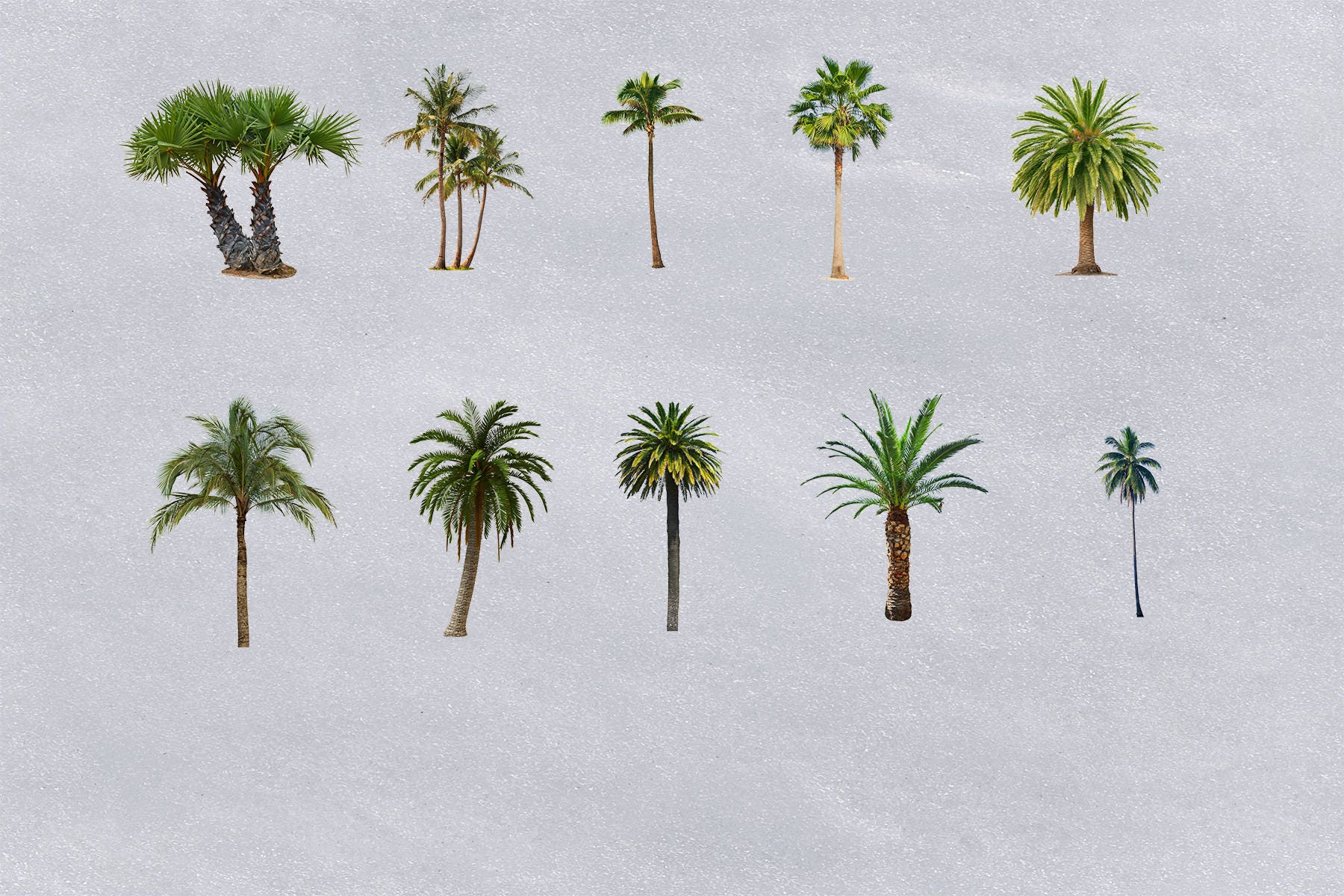 10 X Palm Tree Overlays Separate PNG Files High Resolution - Etsy 10 X Palm Tree Overlays Separate PNG Files High Resolution - Etsy