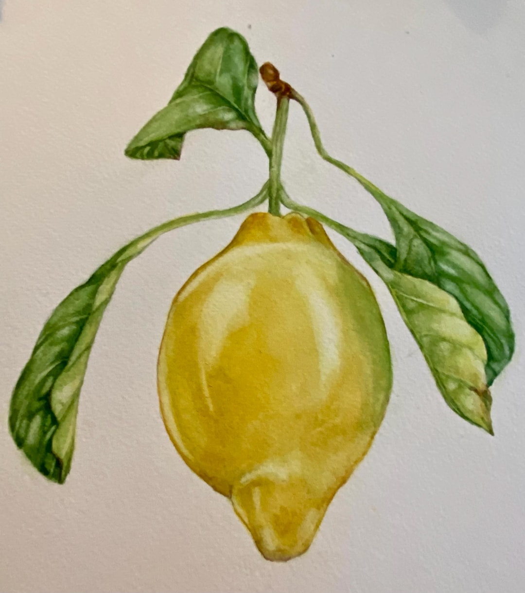 Lemon, Original Painting in Watercolour by Norma Robinson - Etsy UK