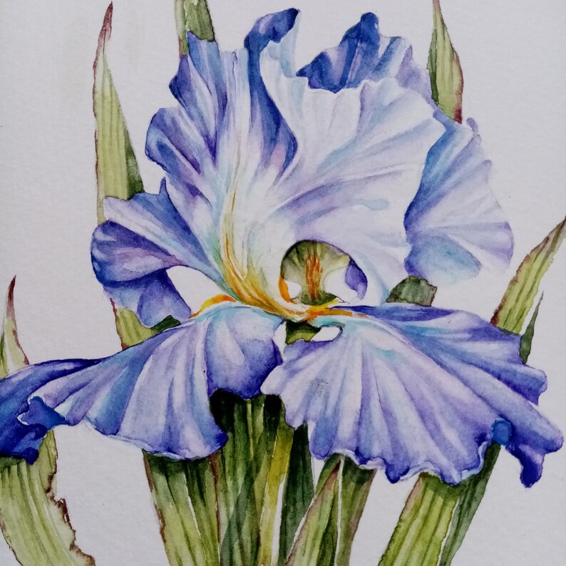 Purple Iris Original Painting by Norma Robinson - Etsy