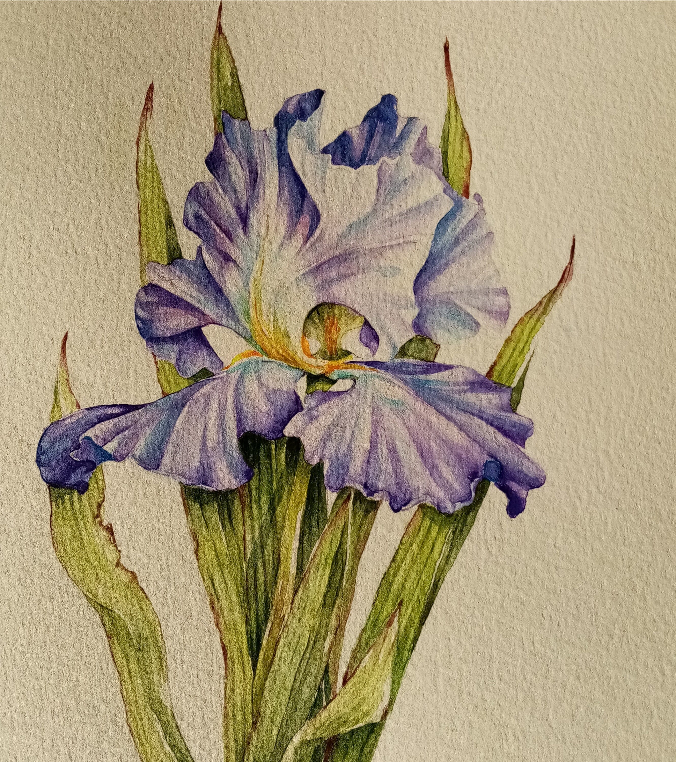 Purple Iris Original Painting by Norma Robinson - Etsy