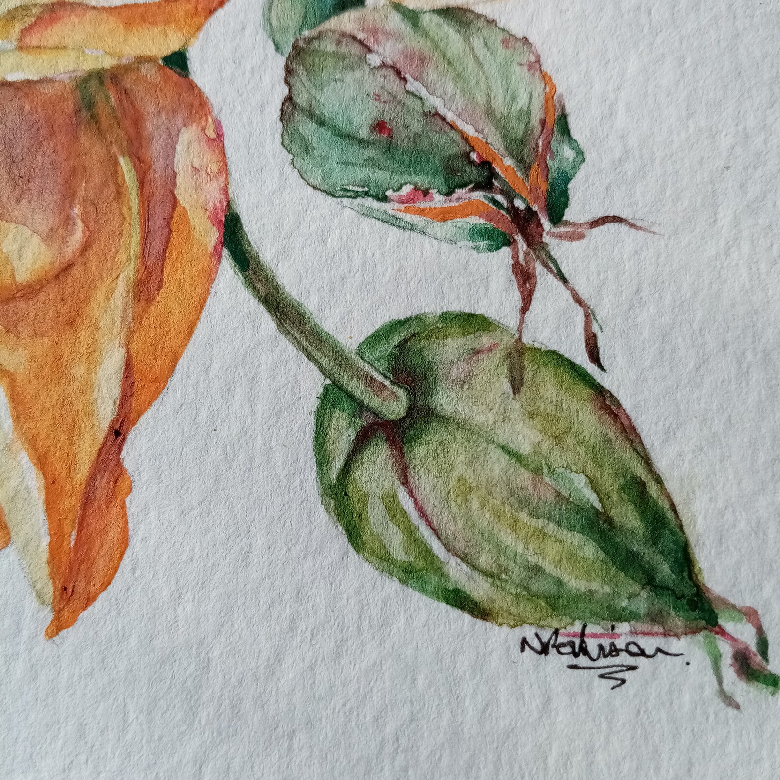 Rose 7, Original Painting in Watercolour by Norma Robinson - Etsy