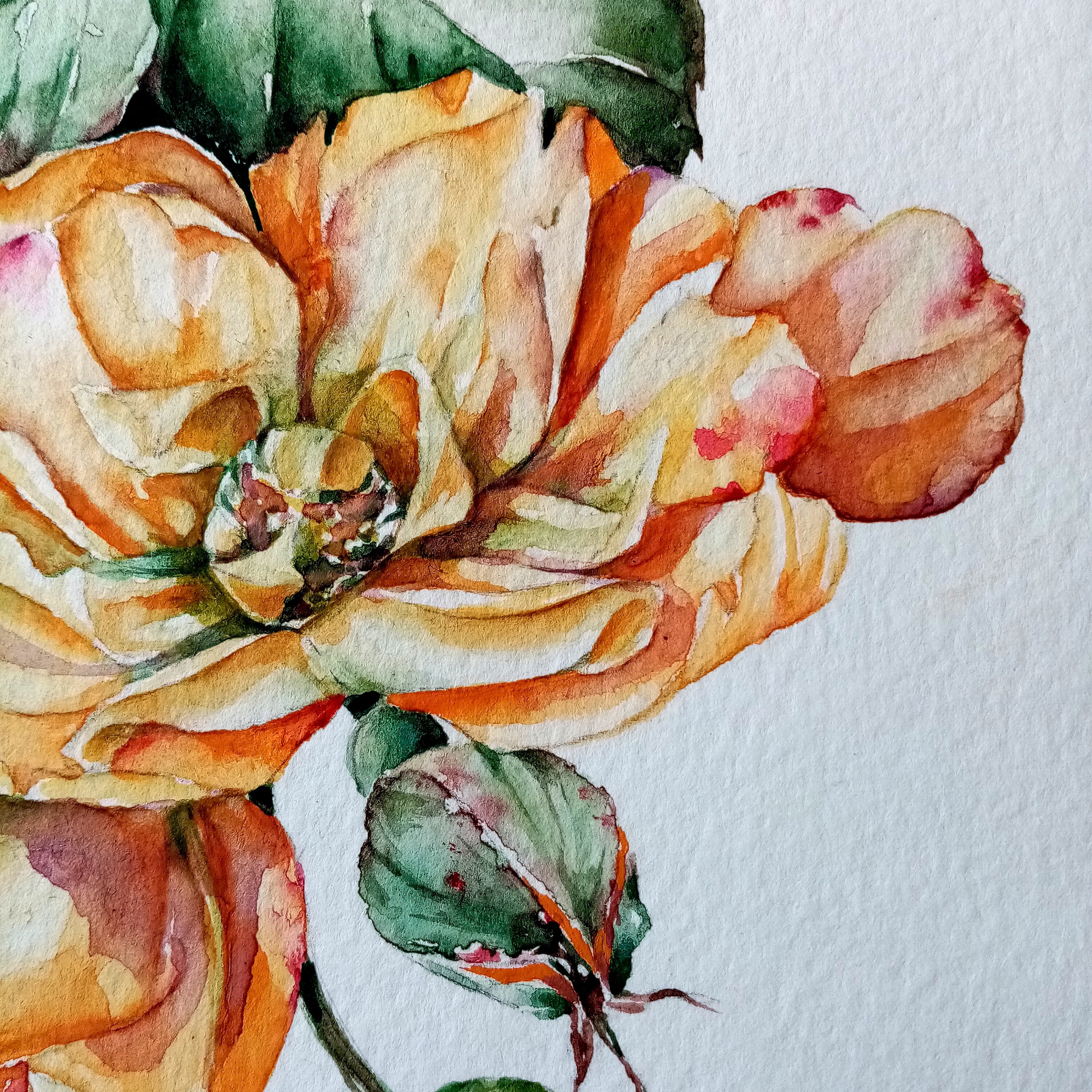 Rose 7, Original Painting in Watercolour by Norma Robinson - Etsy