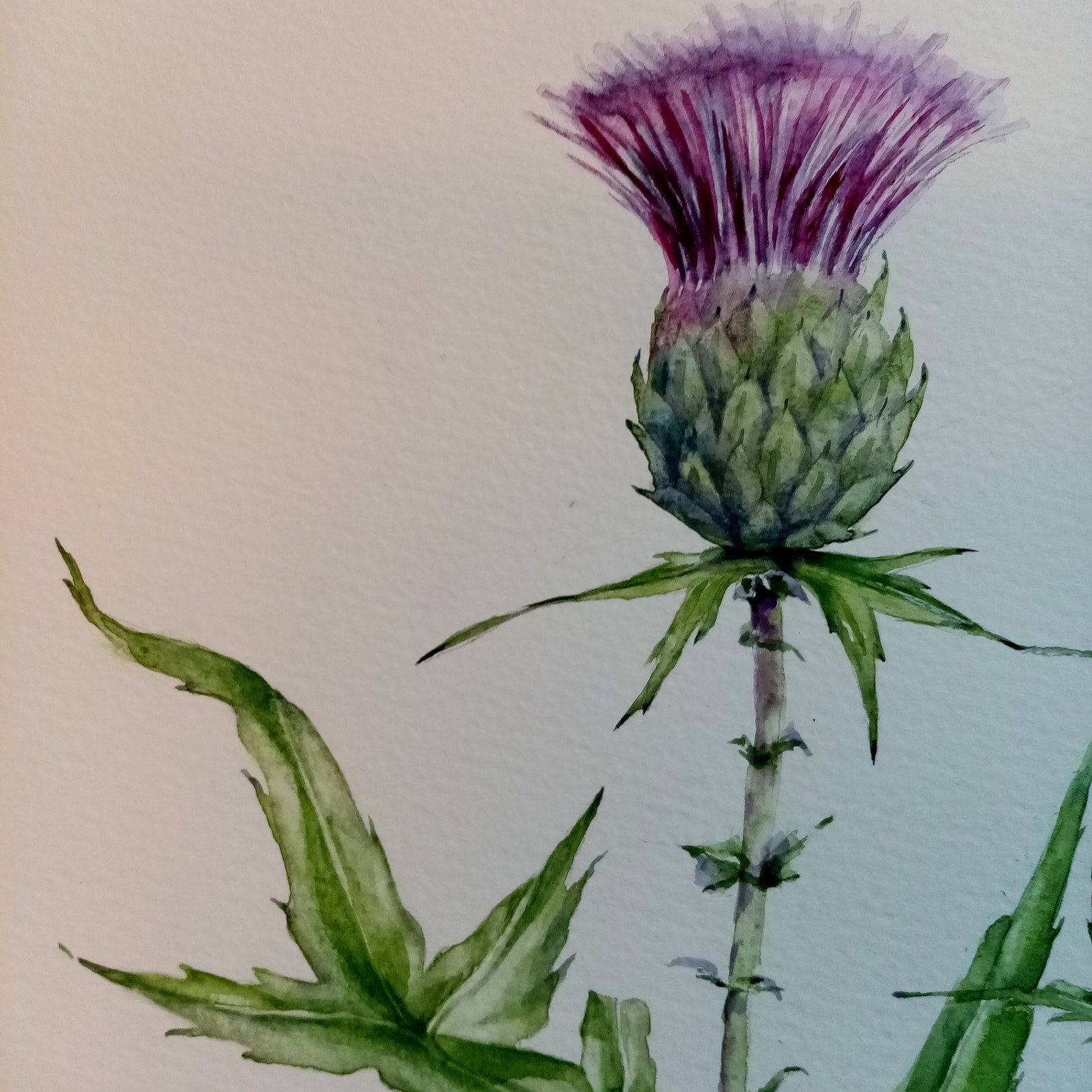 Scottish Thistle Limited Edition Print, by Norma Robinson - Etsy