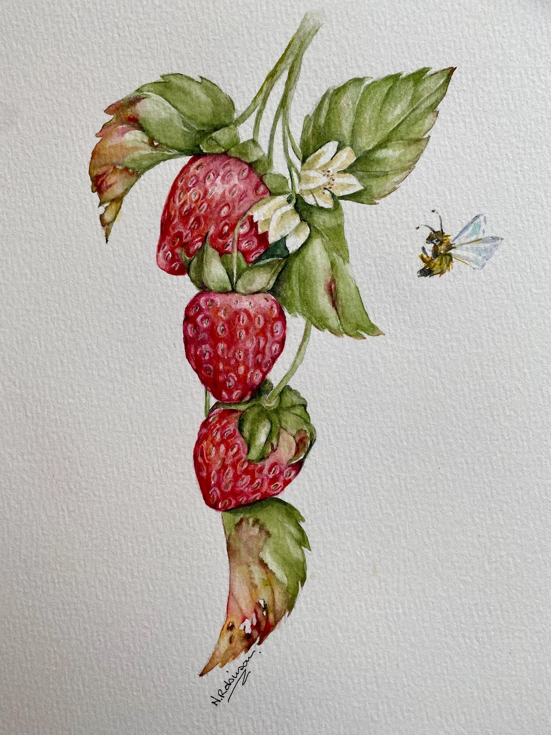 Strawberries and a Bee, Original Painting in Watercolour by Norma ...