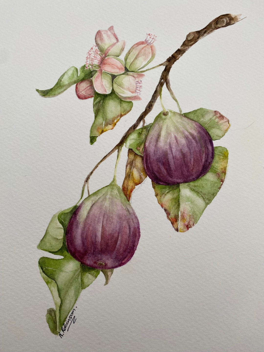 Figs 5, Original Painting in Watercolour by Norma Robinson - Etsy