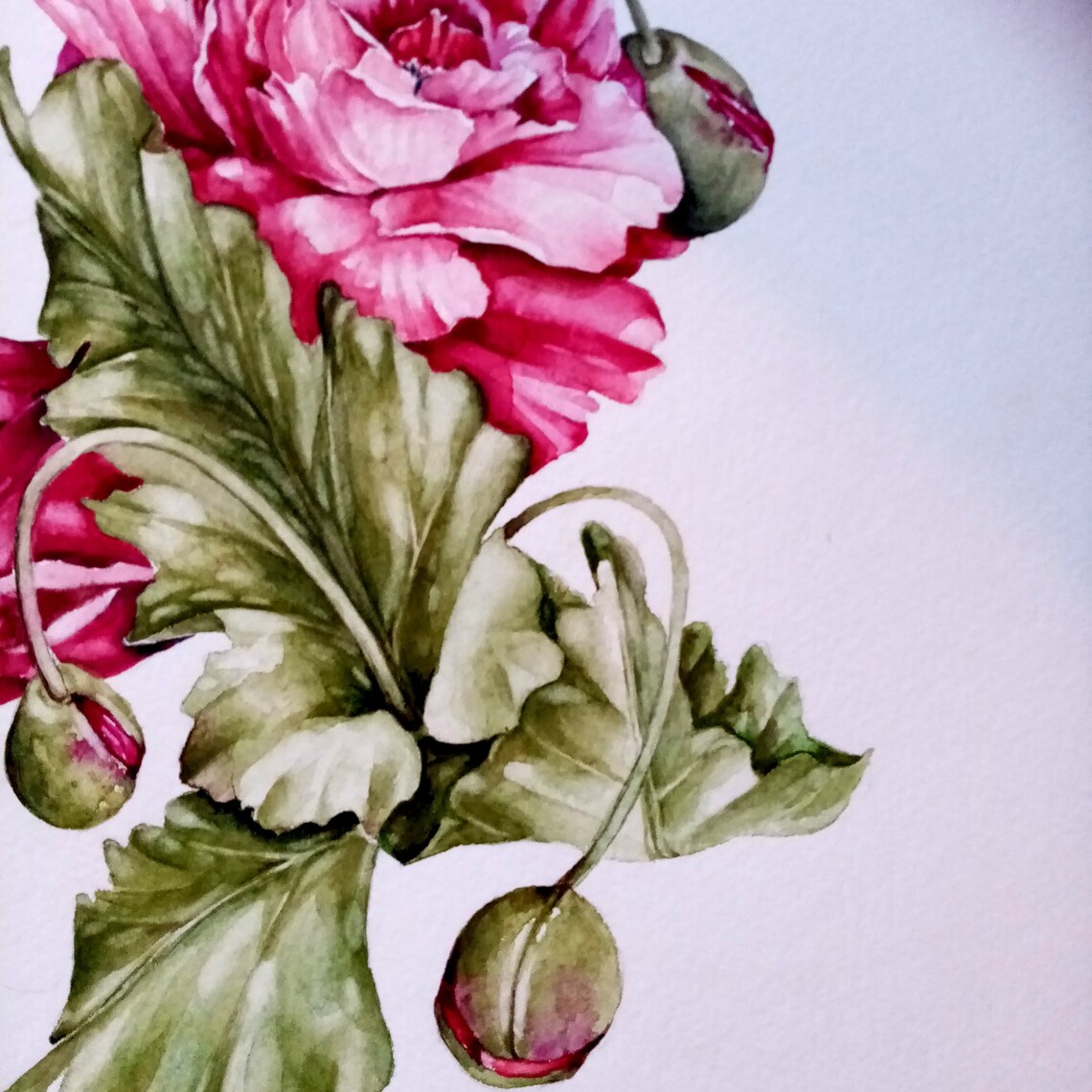 Poppy Original Painting in Watercolour by Norma Robinson - Etsy UK