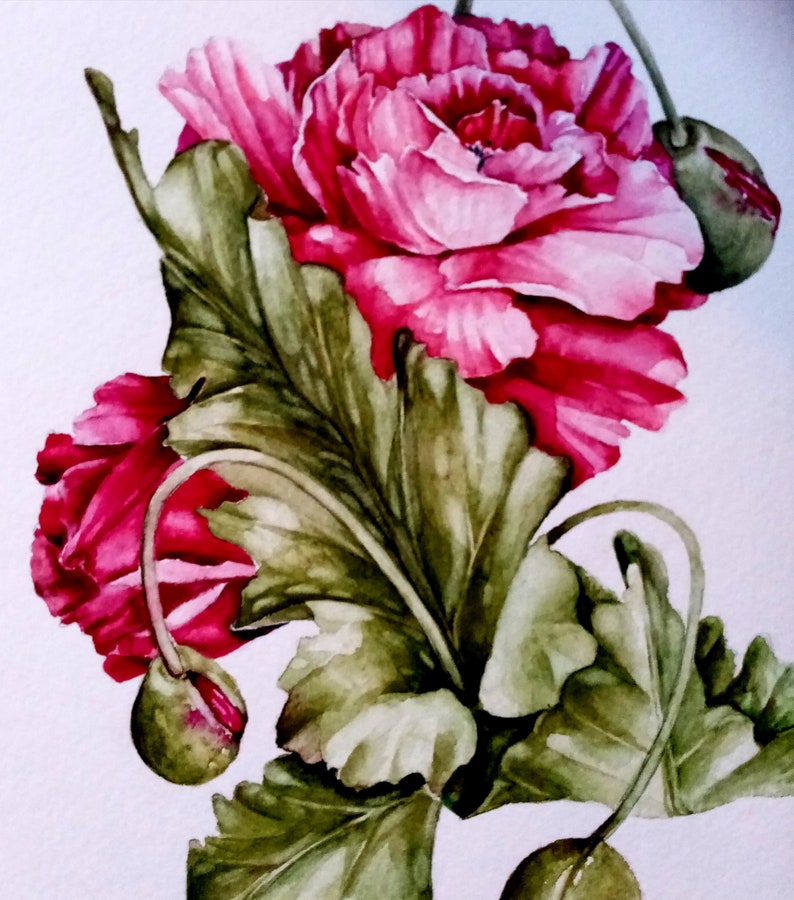 Poppy Original Painting in Watercolour by Norma Robinson - Etsy UK
