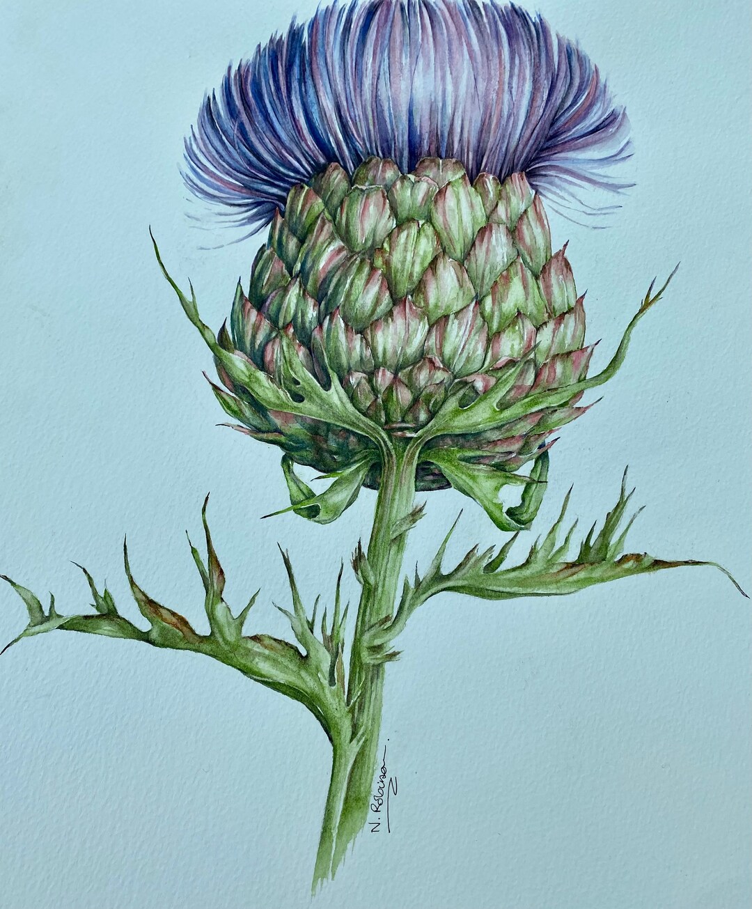 Thistle, Wild Scottish Thistle, Limited Edition Print, by Norma Robinson - Etsy