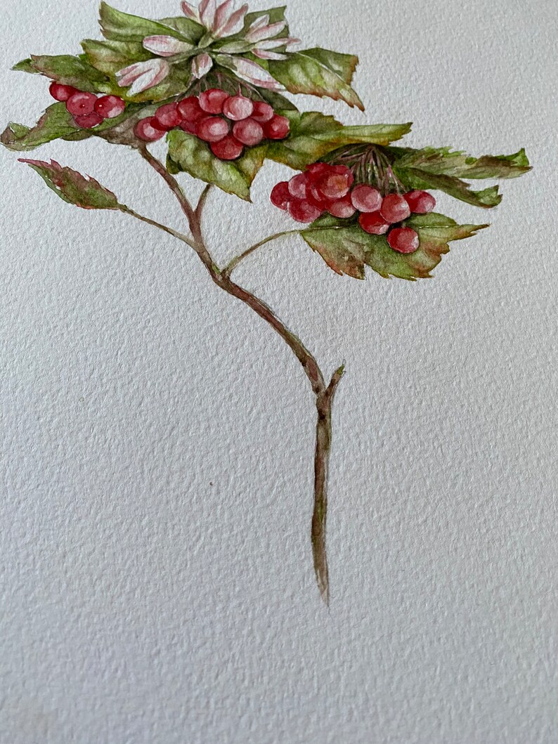 Cranberries 2, Original Painting in Watercolour by Norma Robinson - Etsy UK