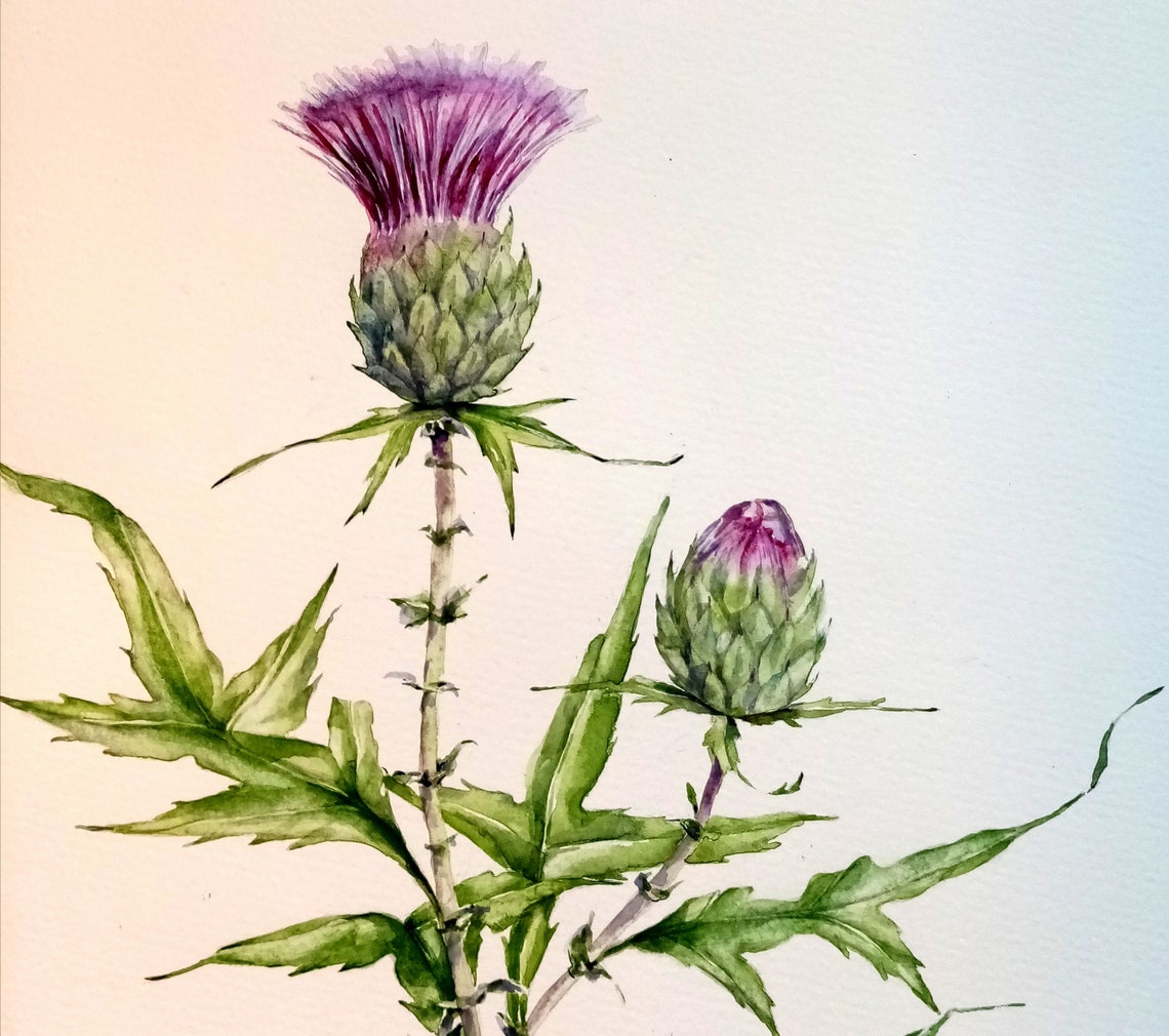 Scottish Thistle Limited Edition Print, by Norma Robinson - Etsy