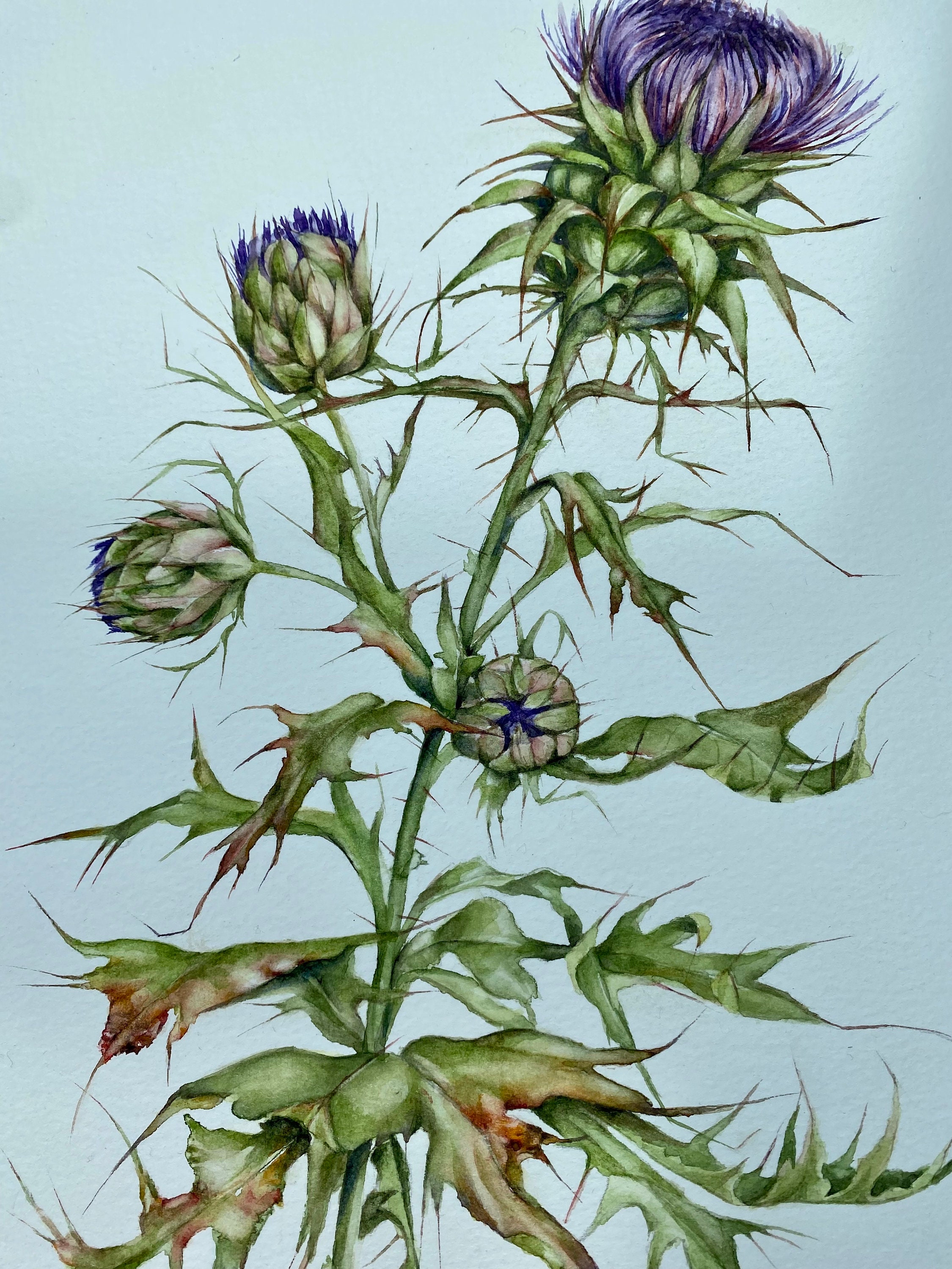 Scottish Thistle, Milk Thistle, Original Painting by Norma Robinson - Etsy