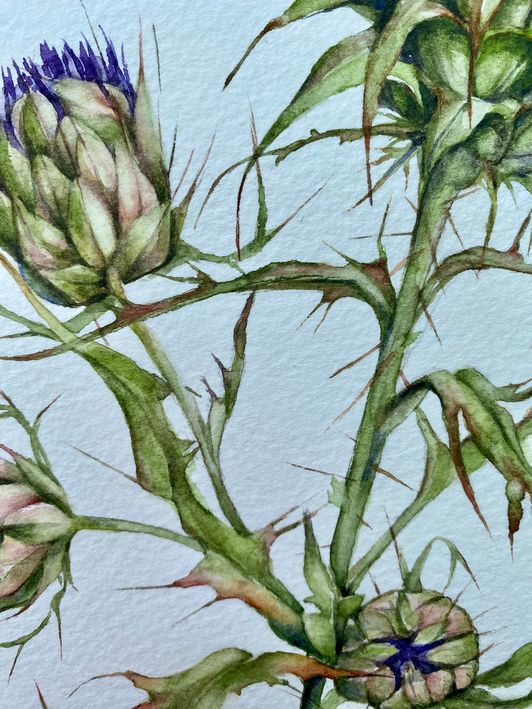 Scottish Thistle, Milk Thistle, Original Painting by Norma Robinson - Etsy