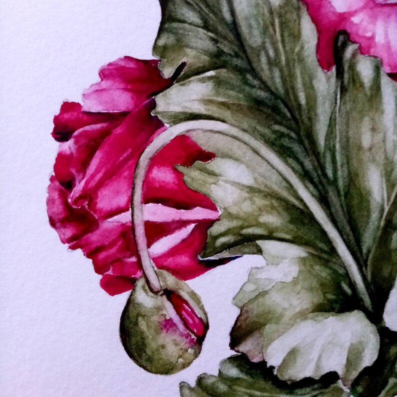 Poppy, Original Painting in Watercolour by Norma Robinson - Etsy UK