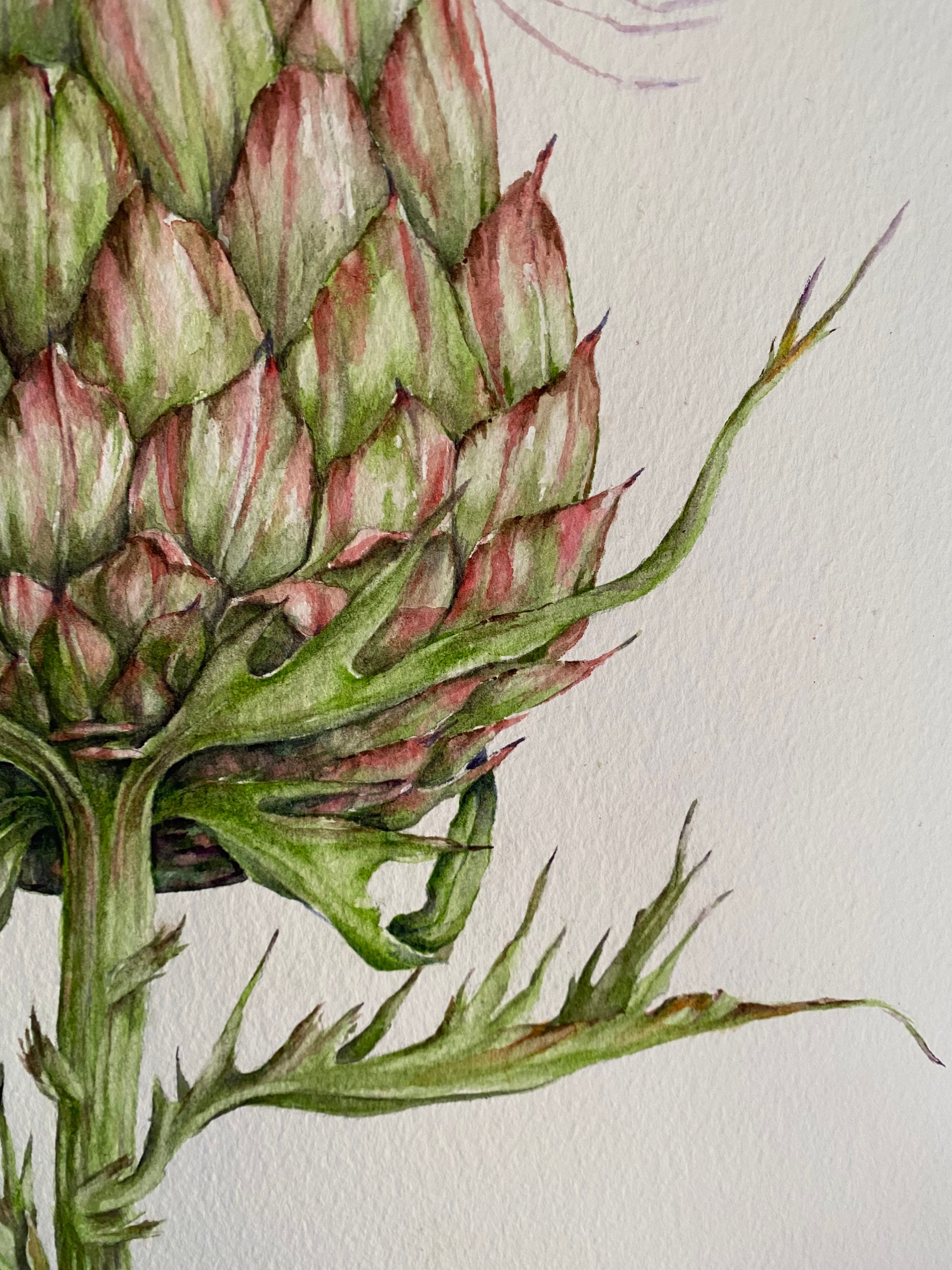 Scottish Thistle, Large, Original Painting by Norma Robinson - Etsy