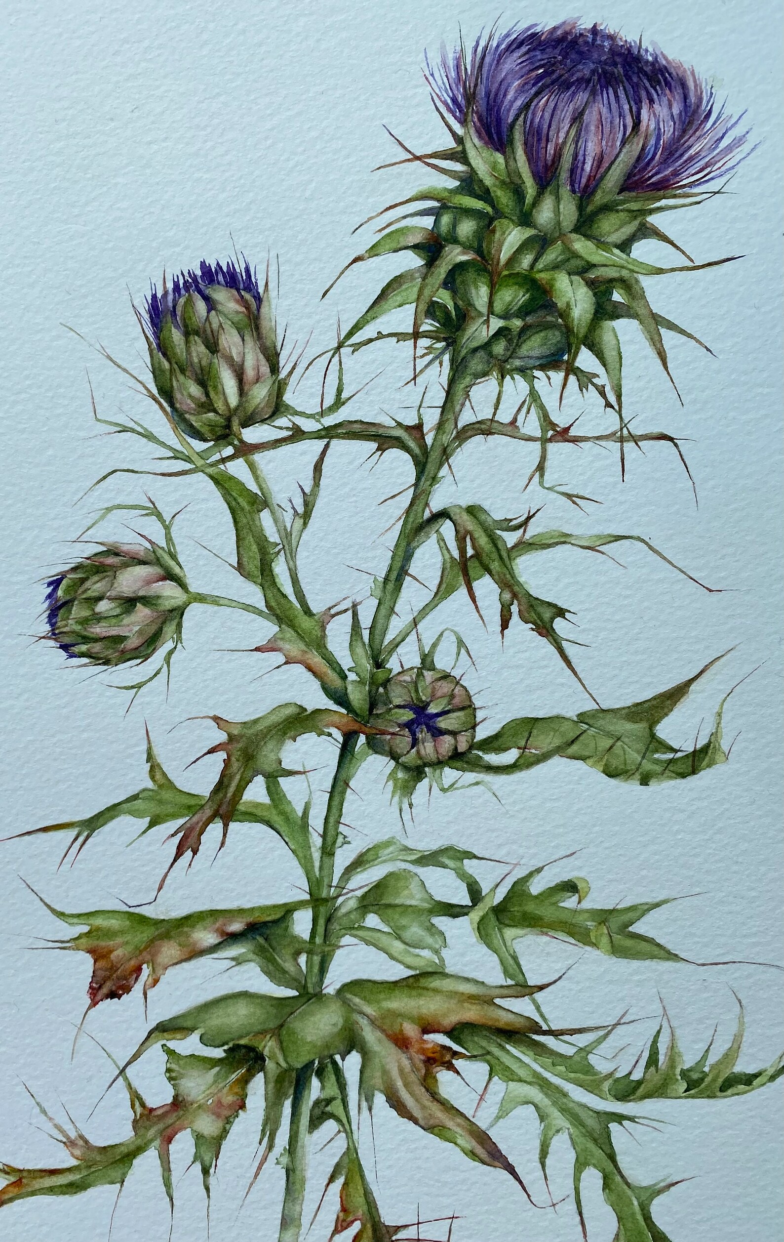 Scottish Thistle Milk Thistle Original Painting by Norma - Etsy