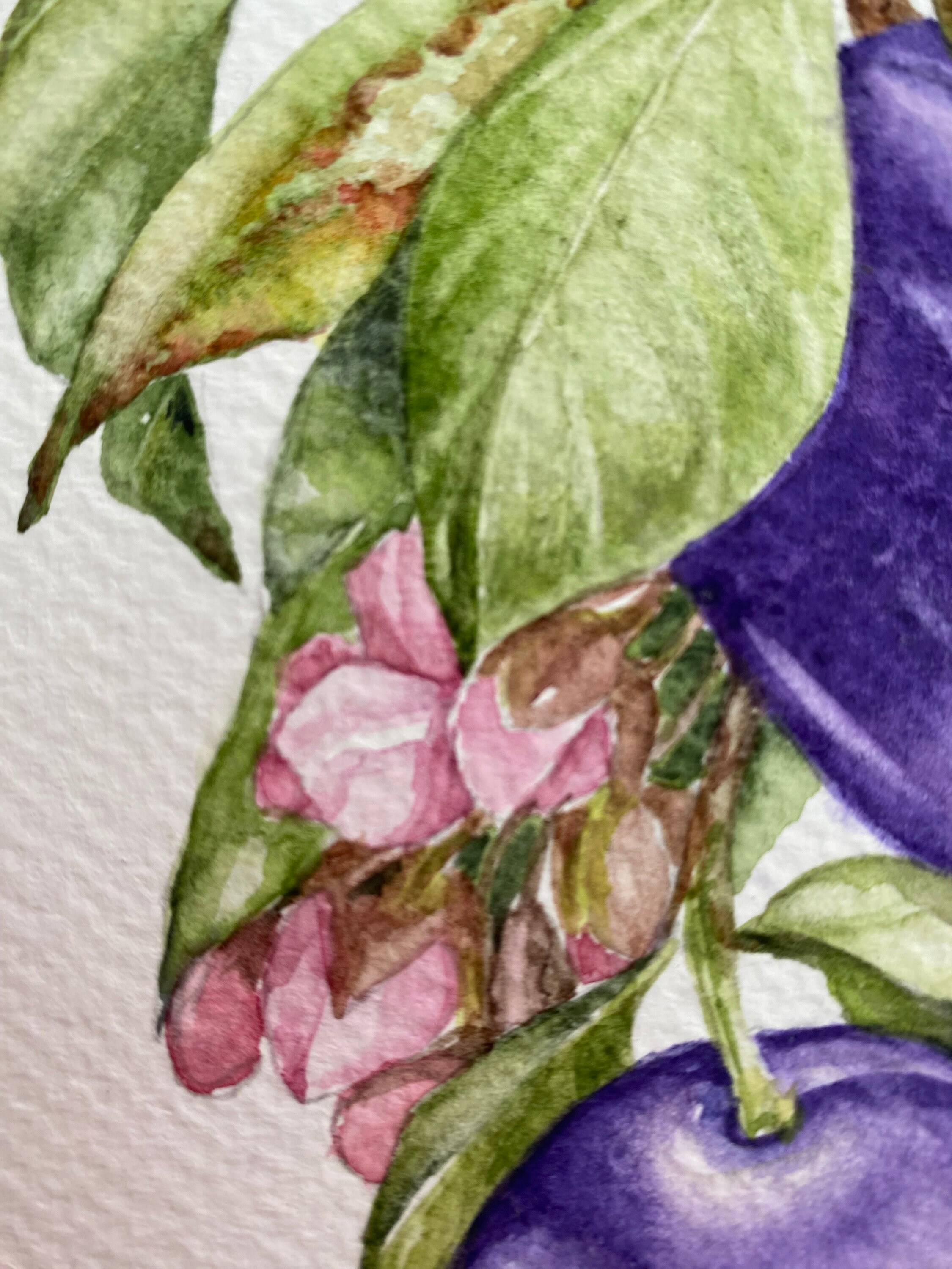 Plums, Original Painting in Watercolour by Norma Robinson - Etsy