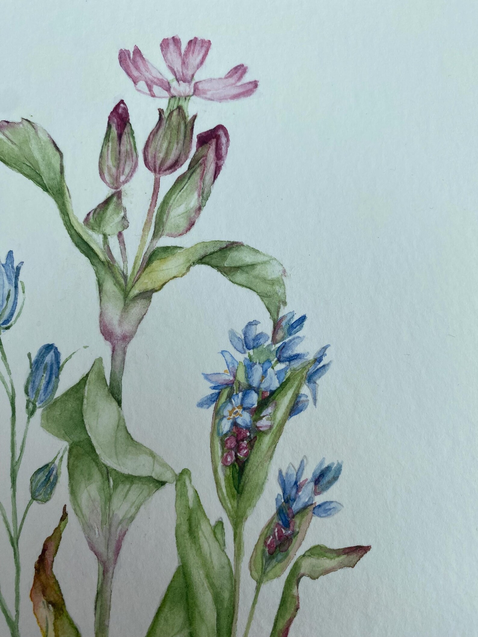 Wild Flowers , Original Painting in Watercolour by Norma Robinson - Etsy