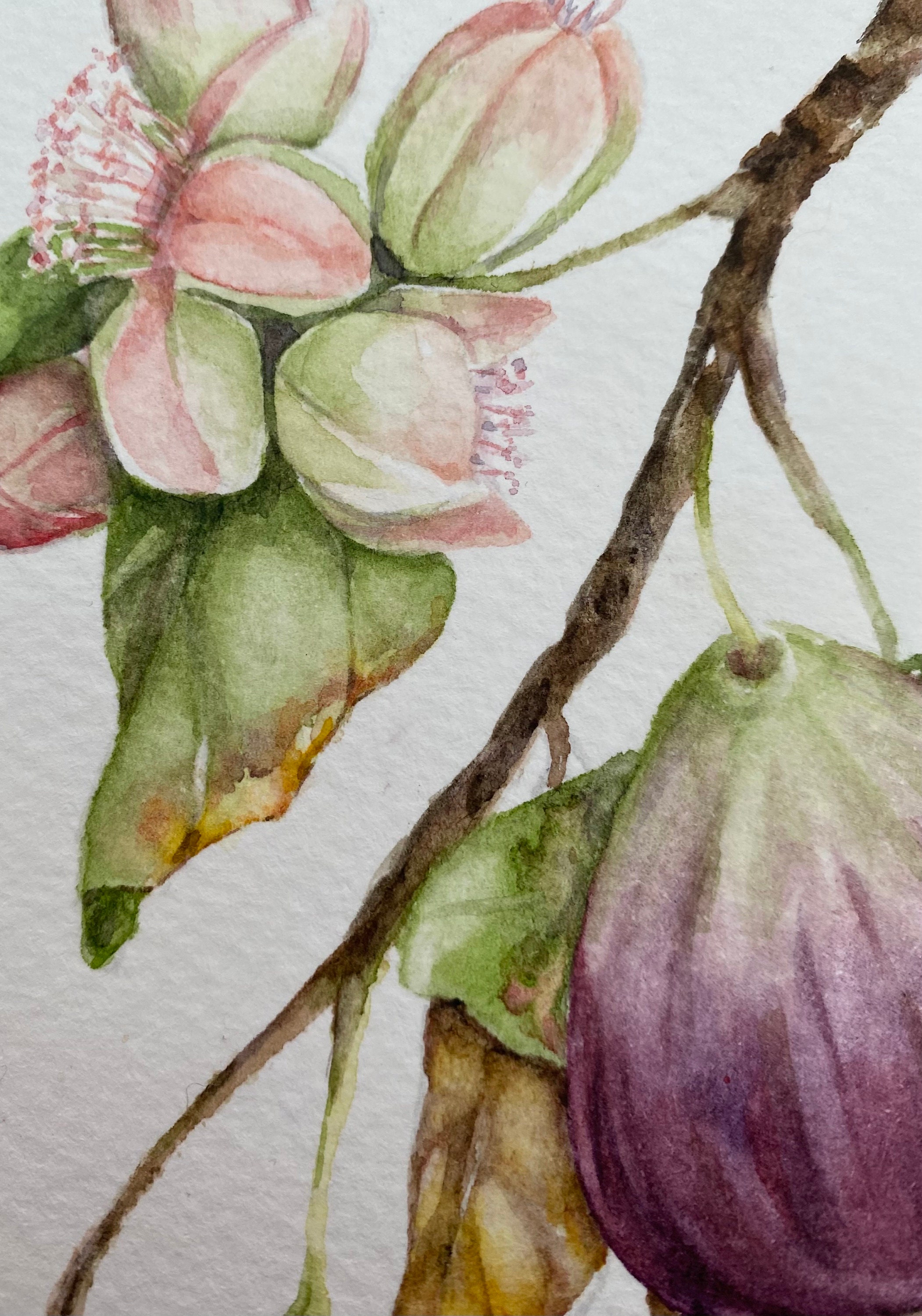 Figs 5, Original Painting in Watercolour by Norma Robinson - Etsy