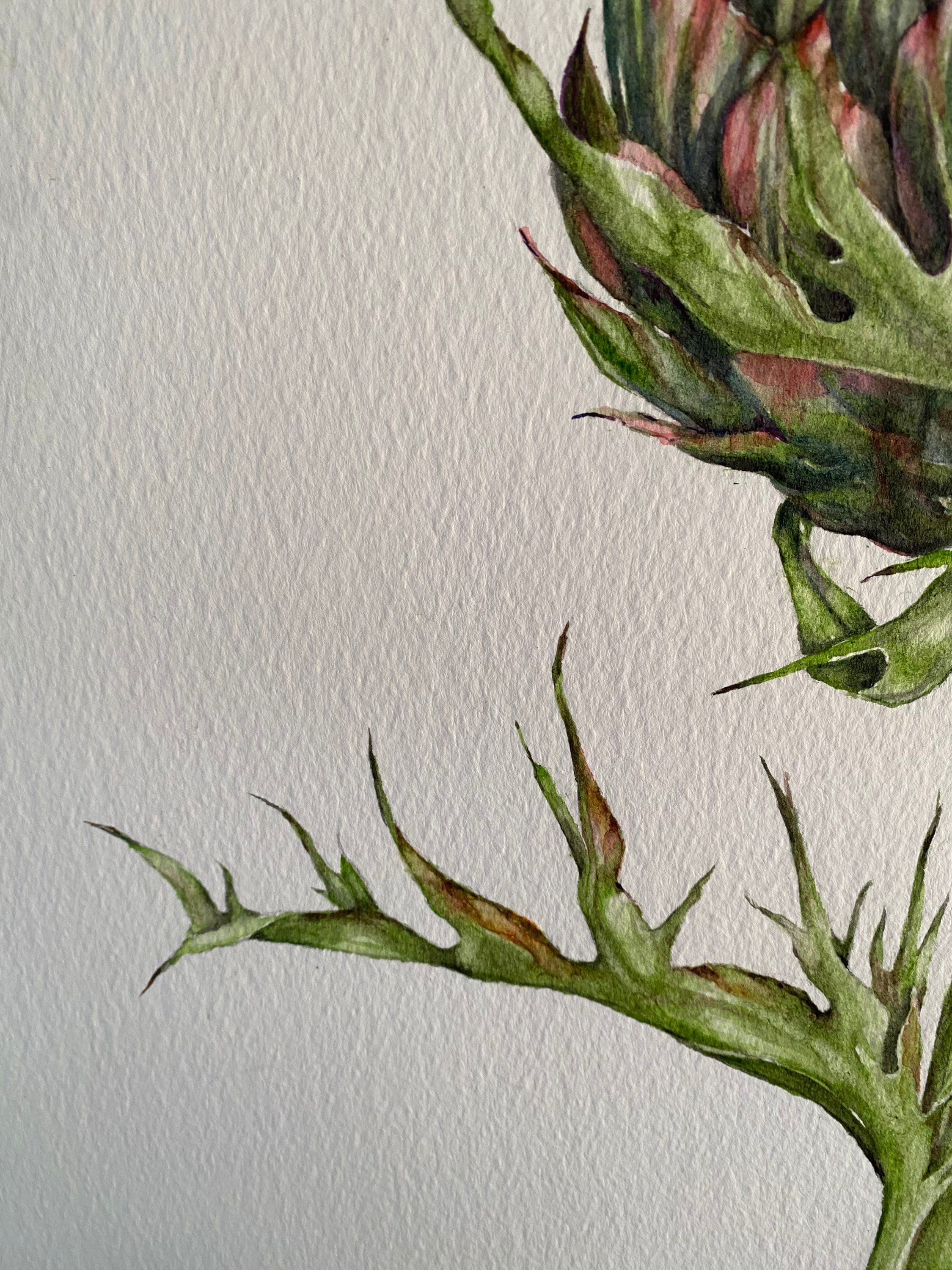 Scottish Thistle, Large, Original Painting by Norma Robinson - Etsy