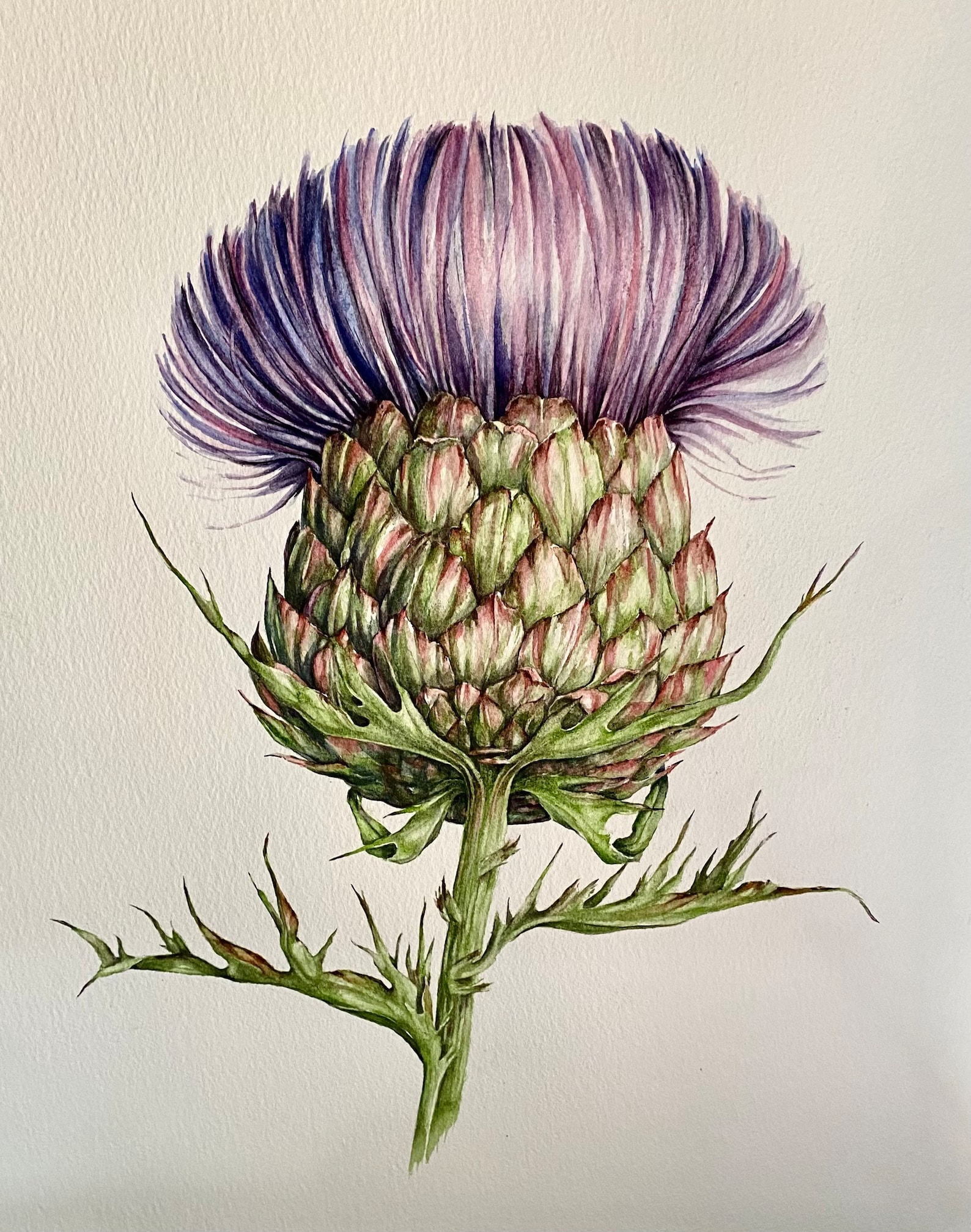Scottish Thistle, Large, Original Painting by Norma Robinson - Etsy