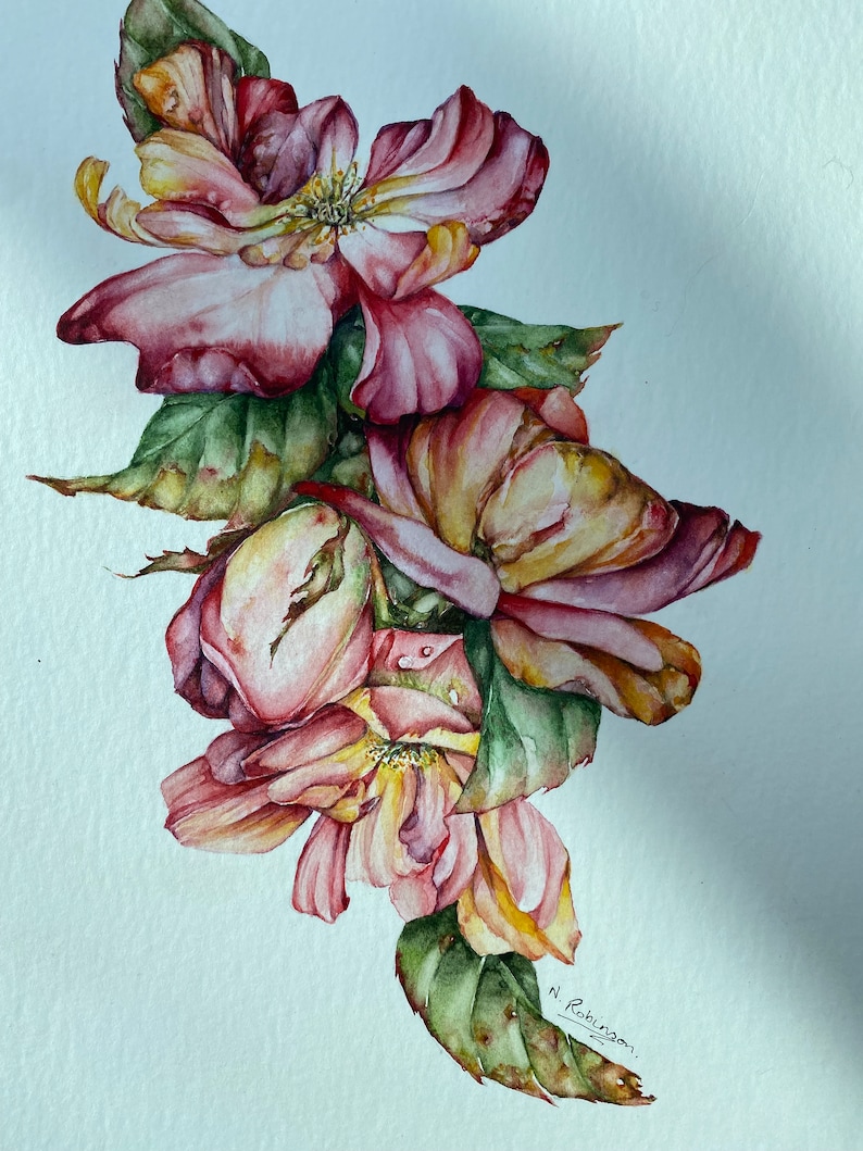 Roses in Their Glory, Original Painting in Watercolour by Norma ...