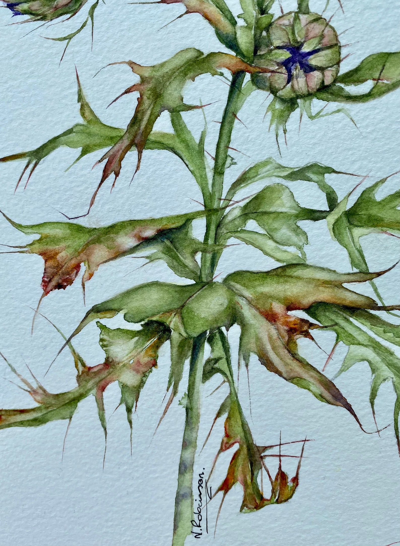 Scottish Thistle, Milk Thistle, Original Painting by Norma Robinson - Etsy