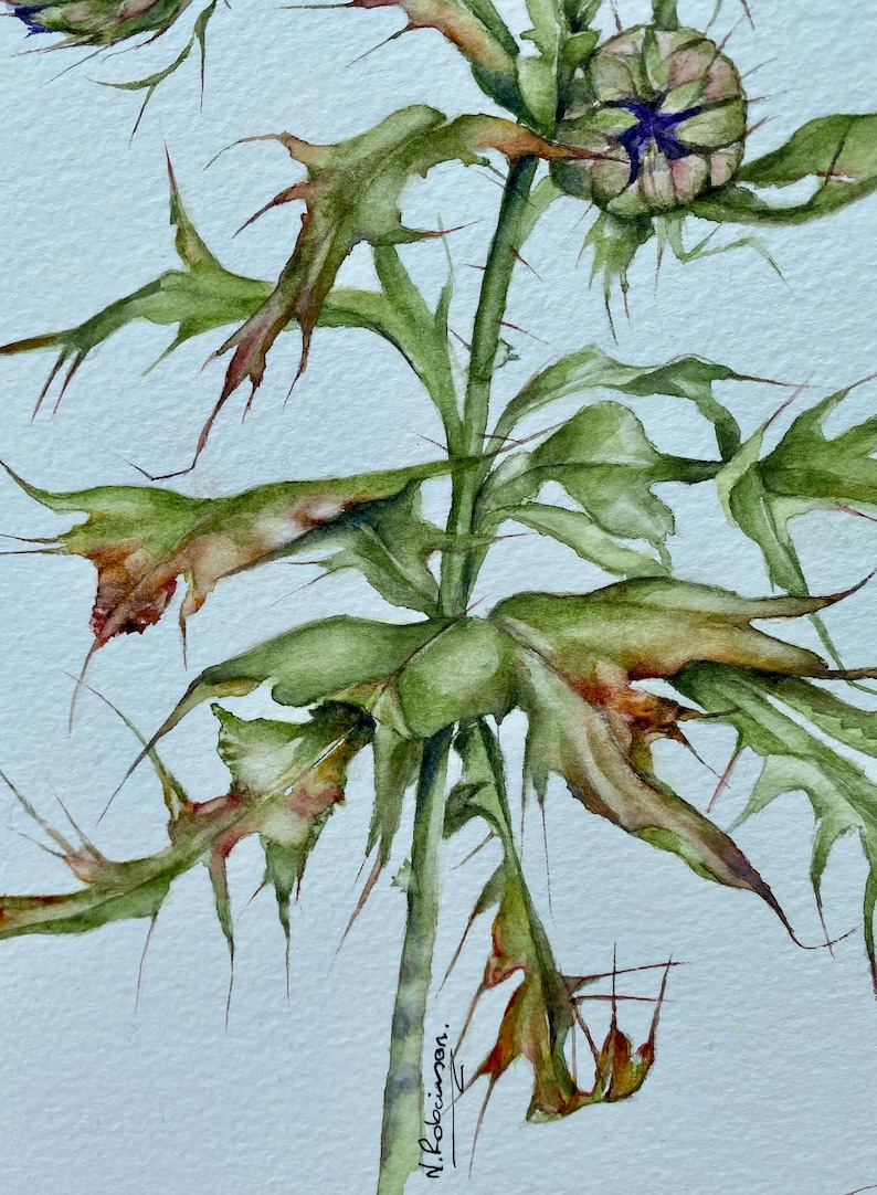 Scottish Thistle, Milk Thistle, Original Painting by Norma Robinson - Etsy