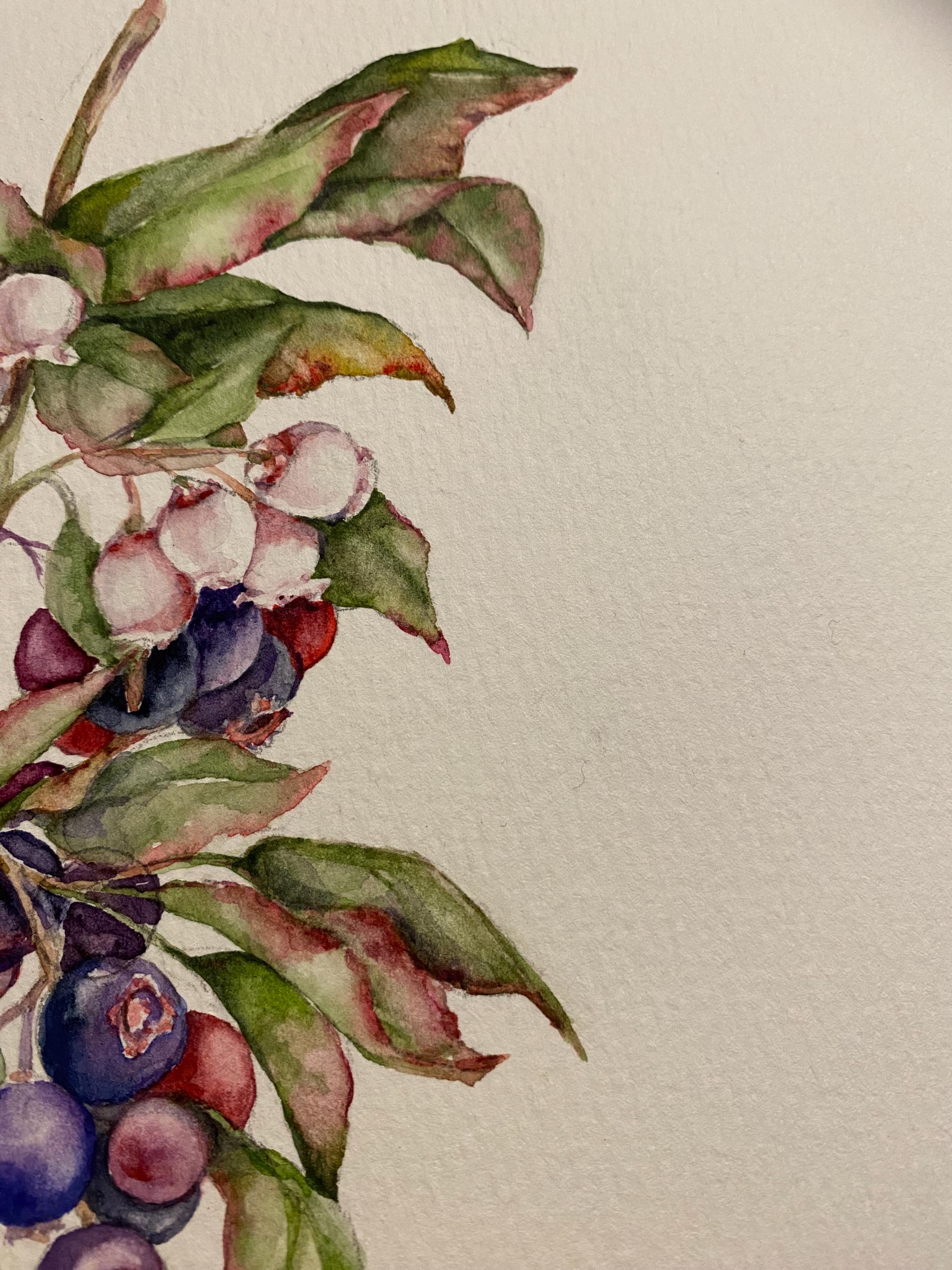 Blueberries 4, Original Painting in Watercolour by Norma Robinson - Etsy