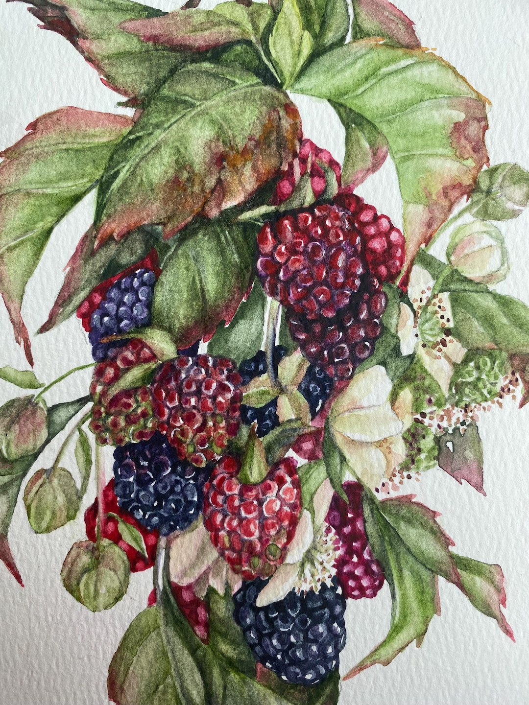 Blackberries 2, Original Painting in Watercolour by Norma Robinson - Etsy