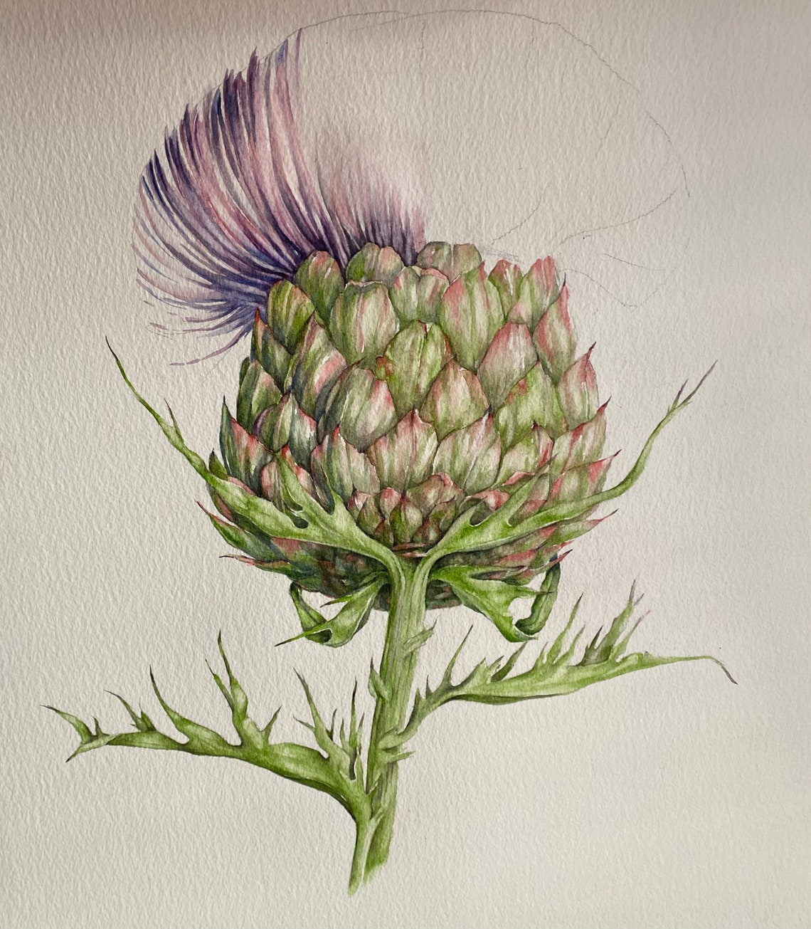 Scottish Thistle, Large, Original Painting by Norma Robinson - Etsy