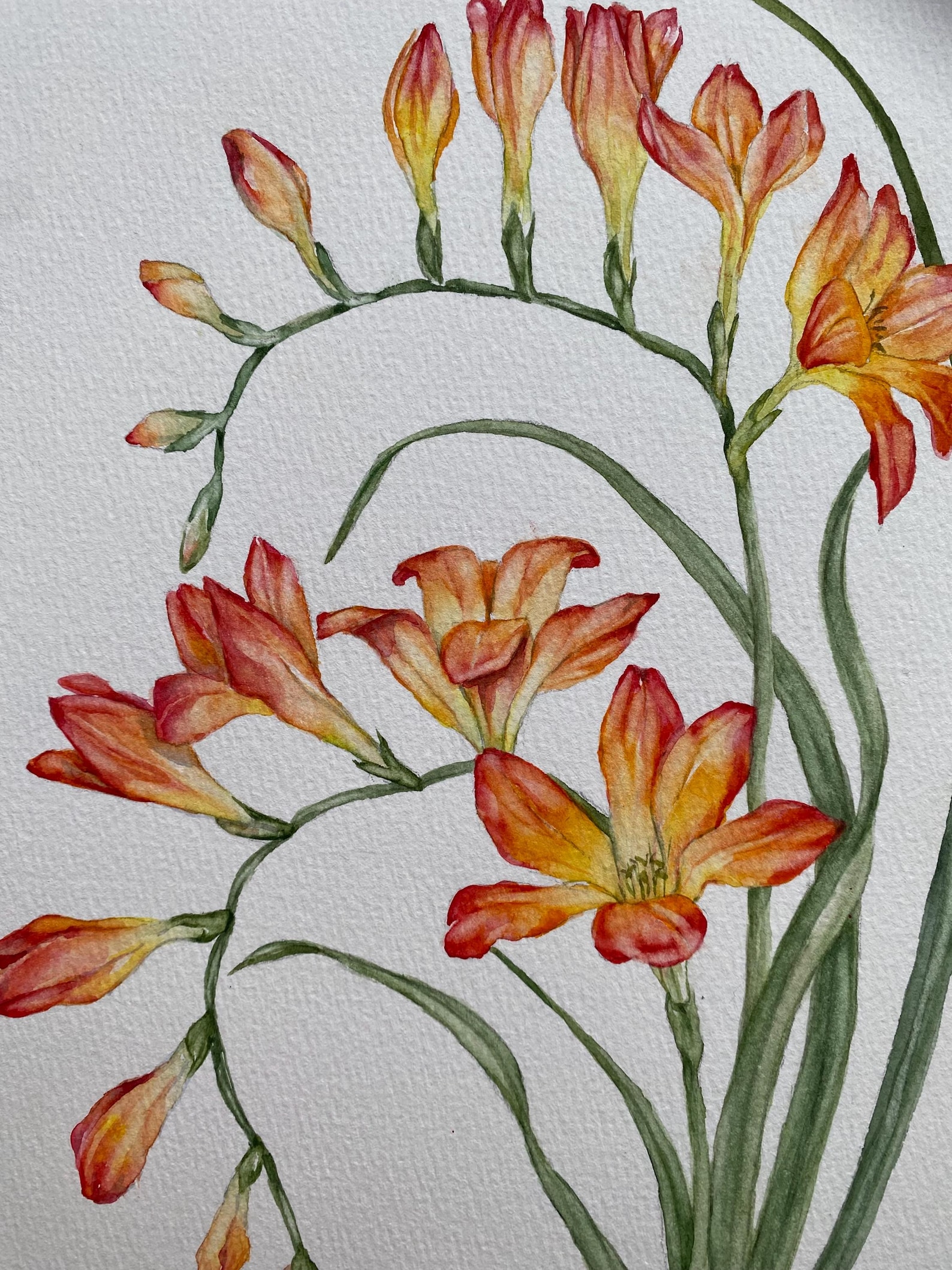 Freesias Red and Yellow, Original Painting in Watercolour by Norma ...