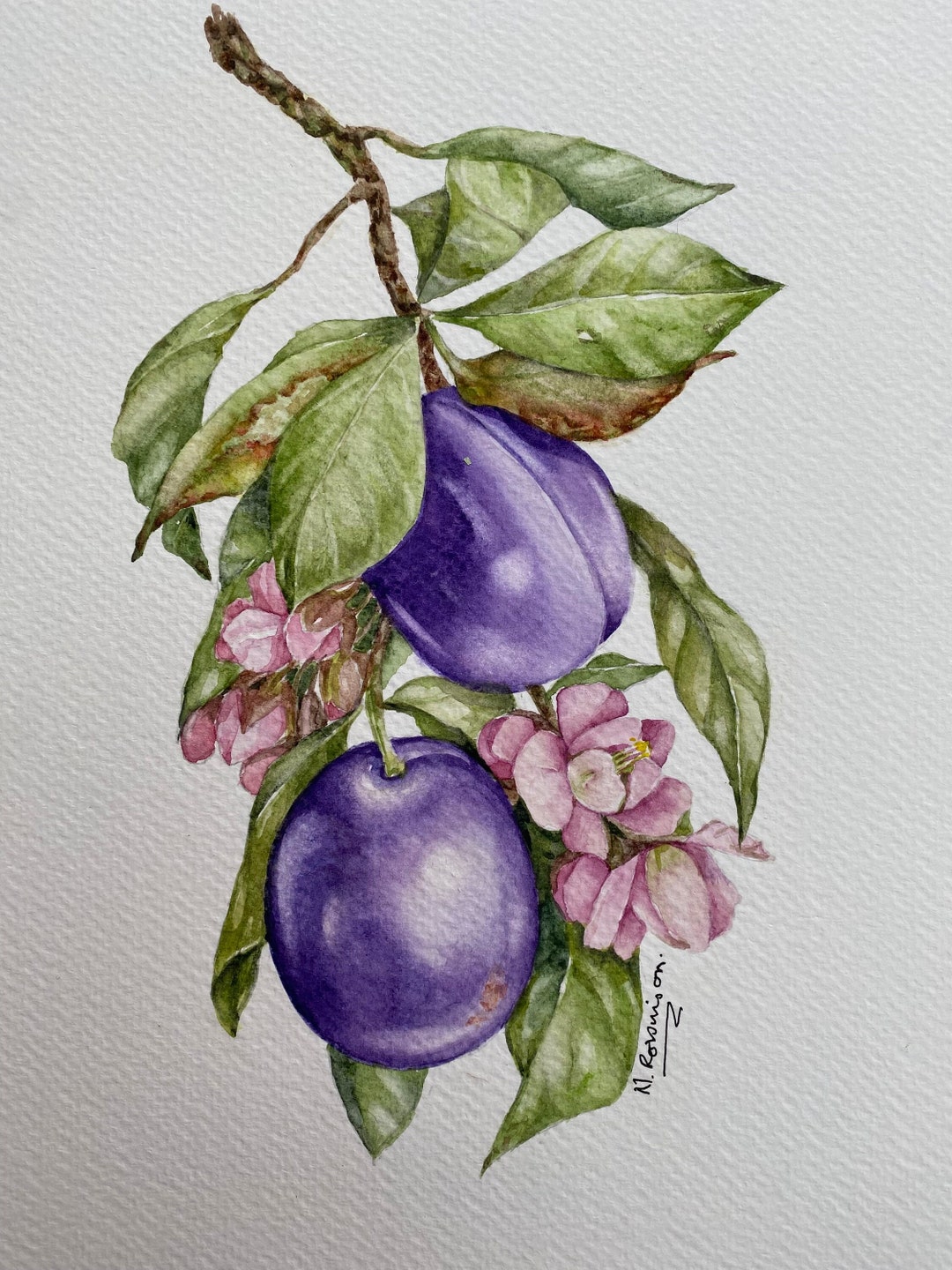 Plums, Original Painting in Watercolour by Norma Robinson - Etsy