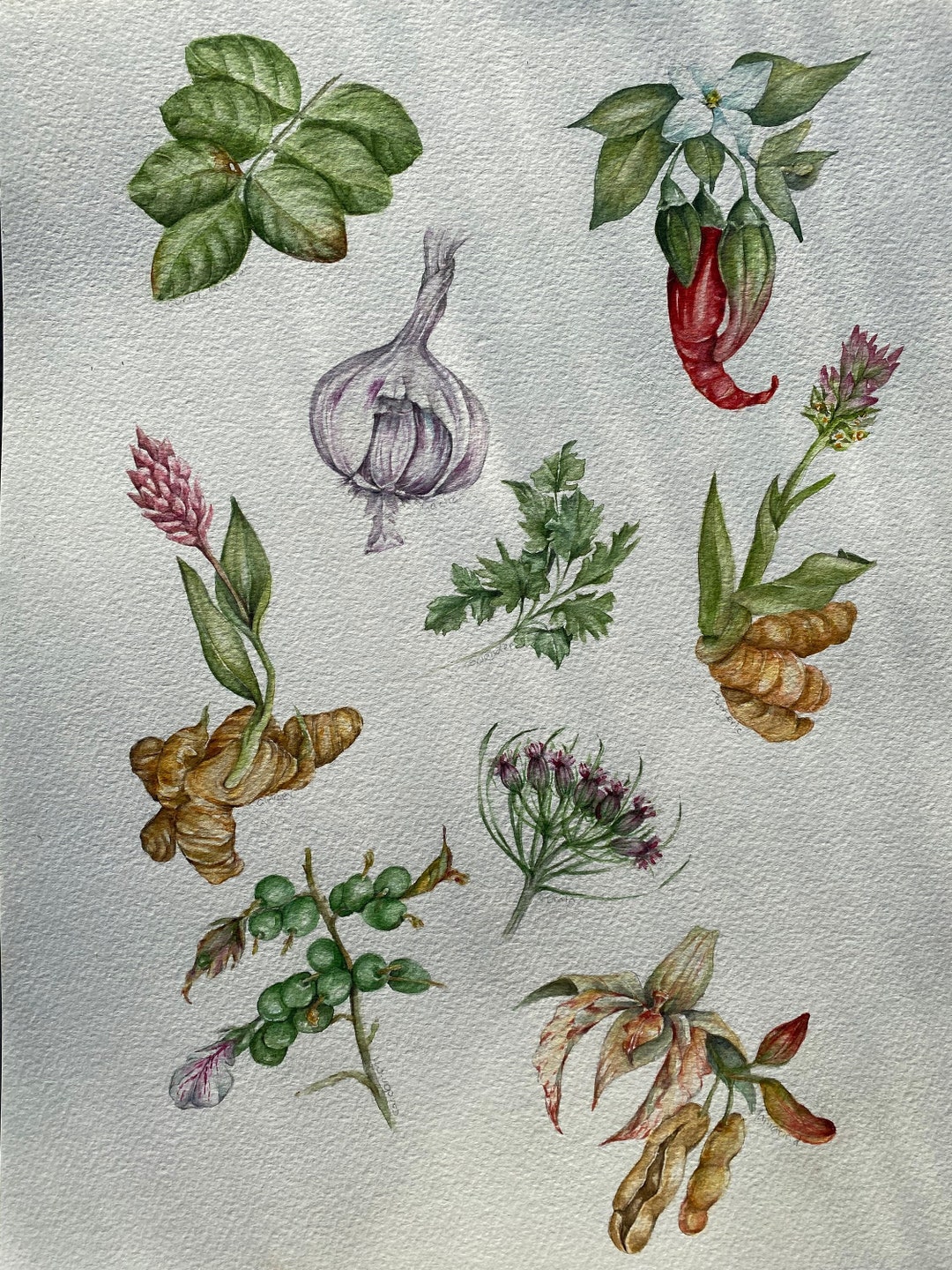 Curry Spices, Botanical Studies, Original Painting in Watercolour by ...