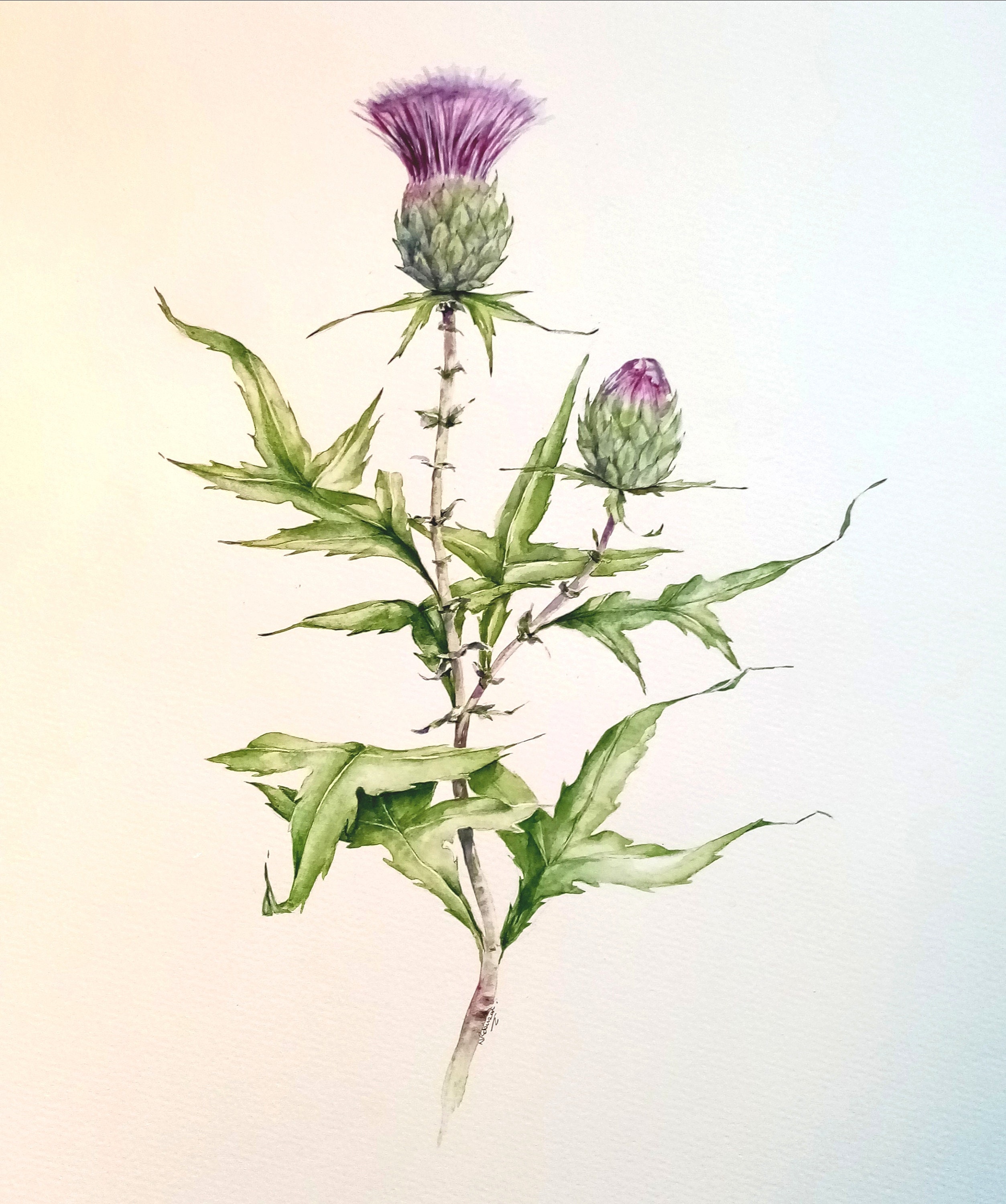 Scottish Thistle Limited Edition Print, by Norma Robinson - Etsy