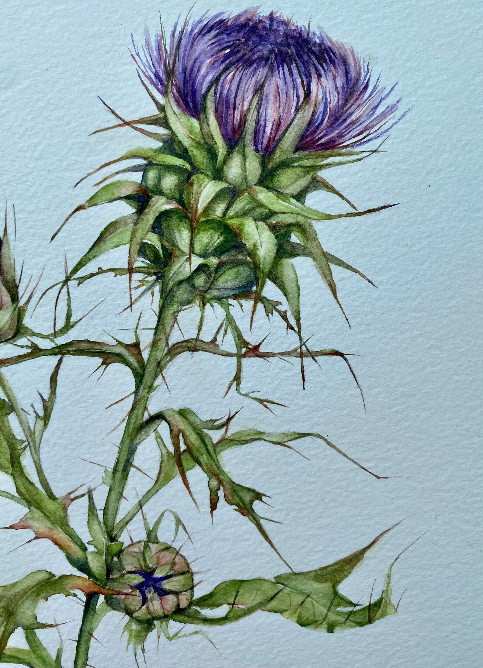 Scottish Thistle, Milk Thistle, Original Painting by Norma Robinson - Etsy