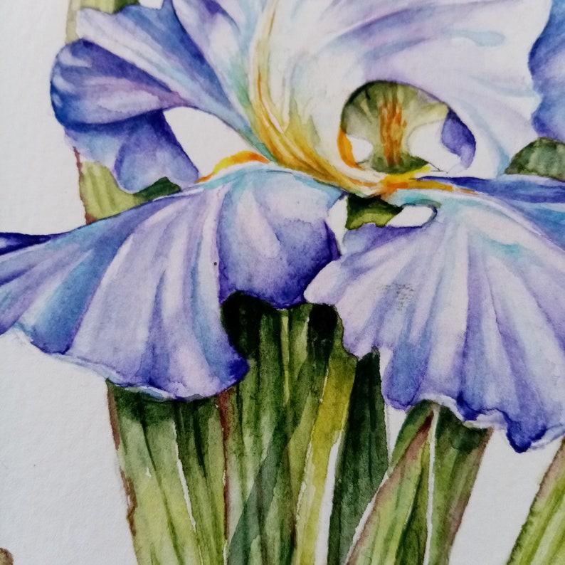 Purple Iris, Original Painting by Norma Robinson - Etsy UK