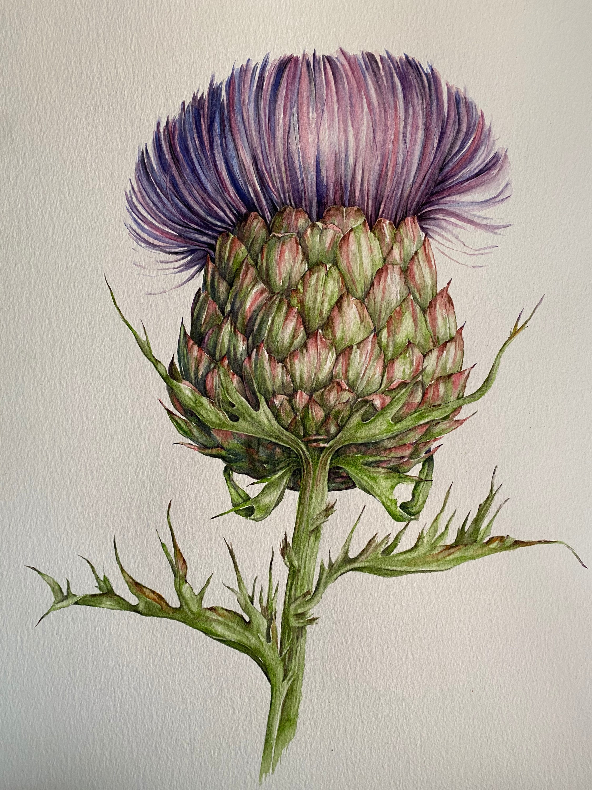 Scottish Thistle, Large, Original Painting by Norma Robinson - Etsy