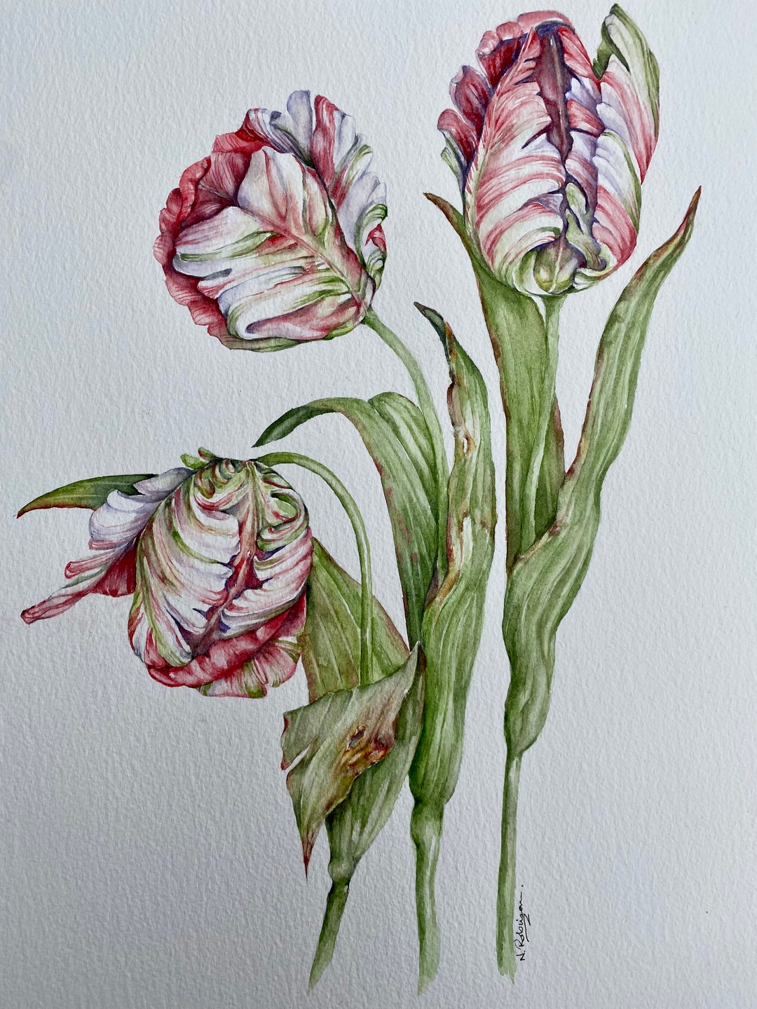 Tulips, Large Botanical, Original Painting in Watercolour by Norma ...