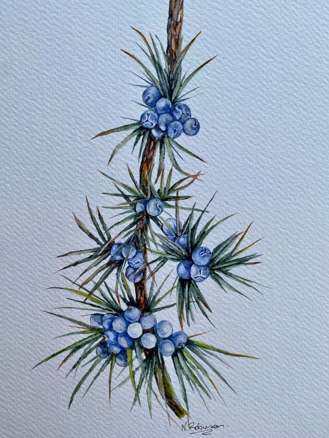 Juniper Berries, Original Painting in Watercolour by Norma Robinson - Etsy