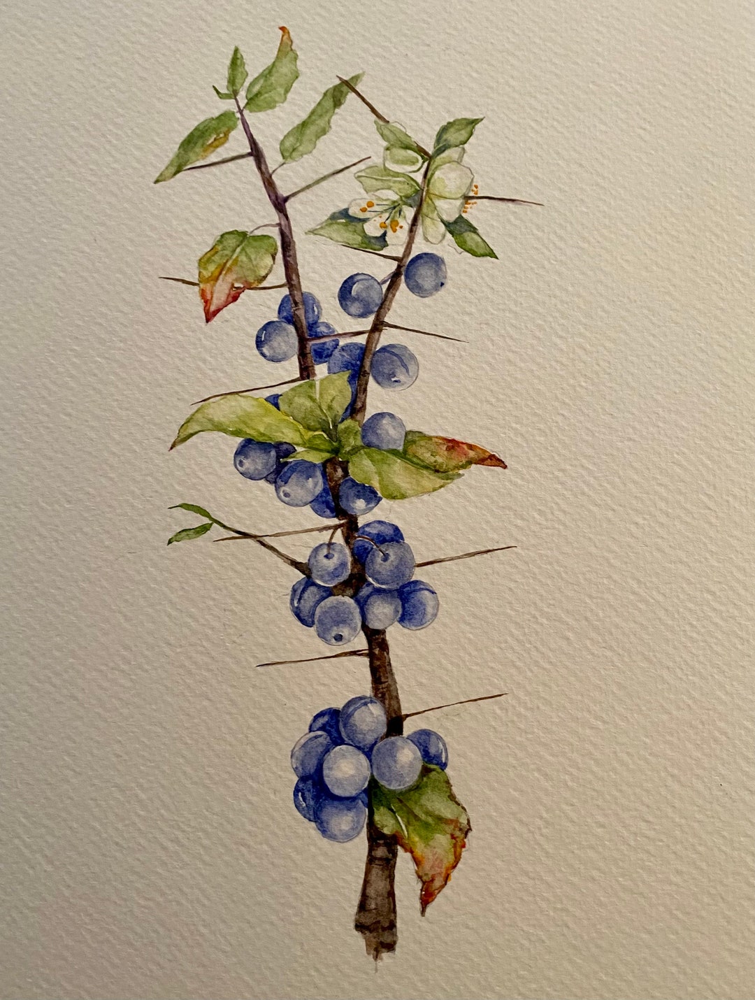 Sloe Berries, Original Painting in Watercolour by Norma Robinson - Etsy