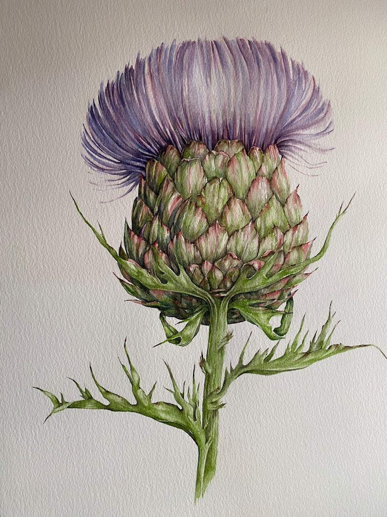 Scottish Thistle, Large, Original Painting by Norma Robinson - Etsy