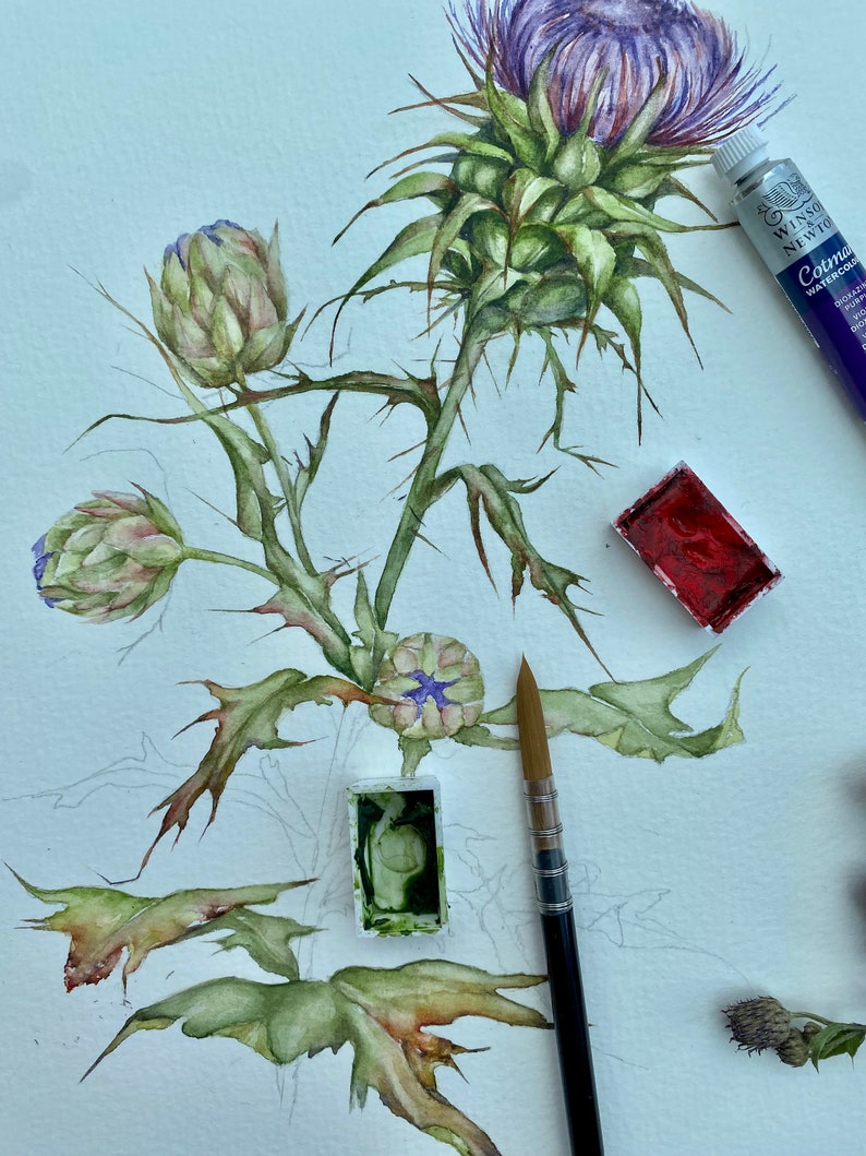 Scottish Thistle, Milk Thistle, Original Painting by Norma Robinson - Etsy