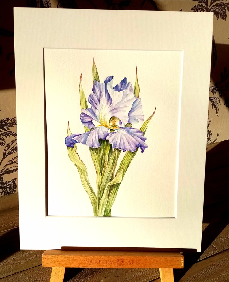 Purple Iris Original Painting by Norma Robinson - Etsy