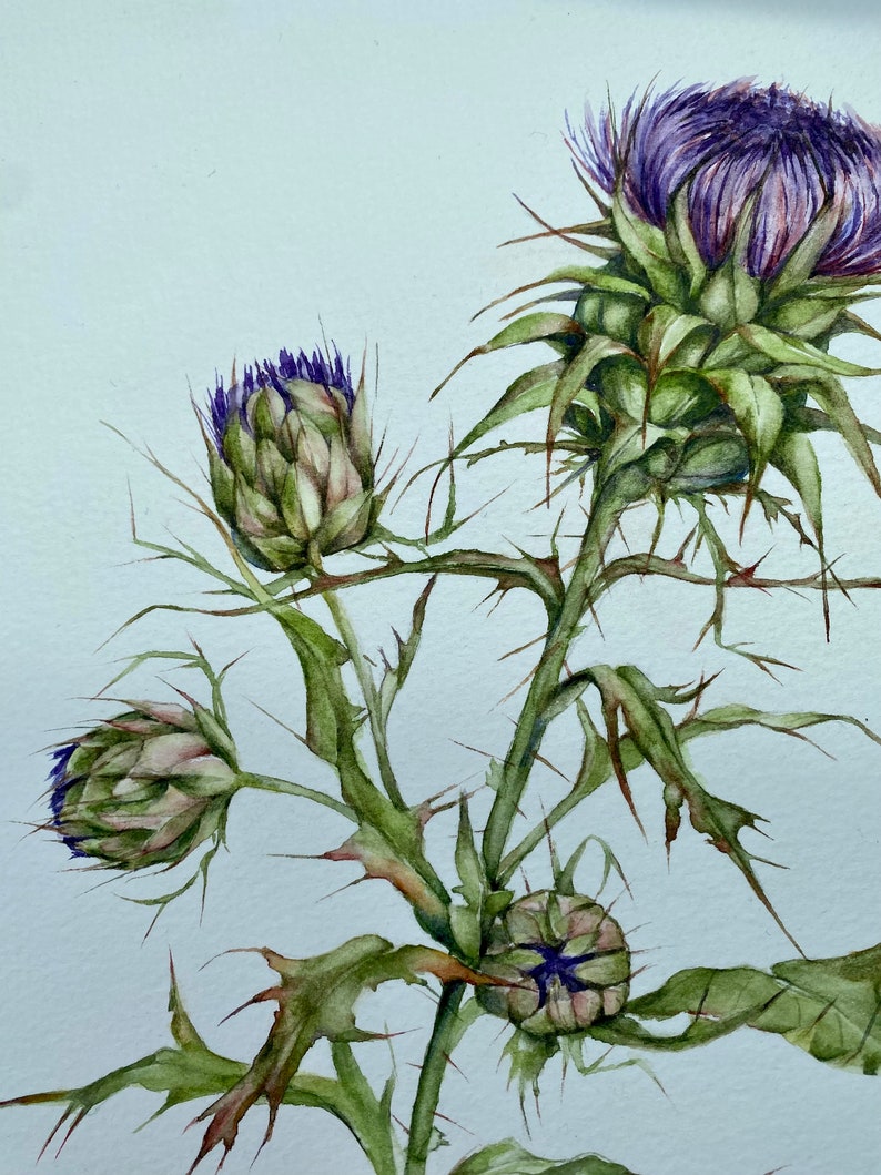 Scottish Thistle, Milk Thistle, Original Painting by Norma Robinson - Etsy